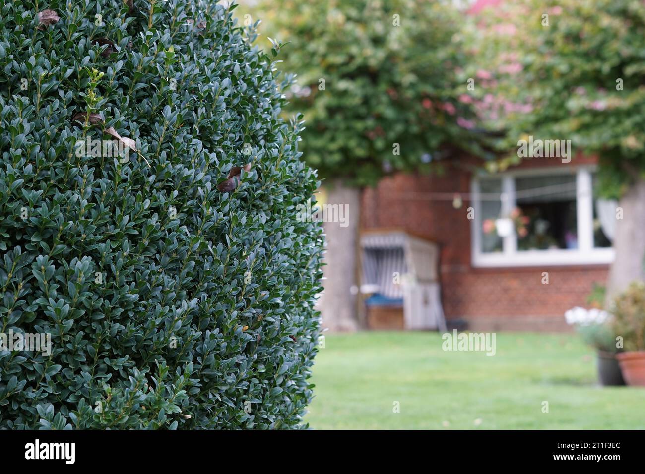 Boxwood wood hi-res stock photography and images - Alamy