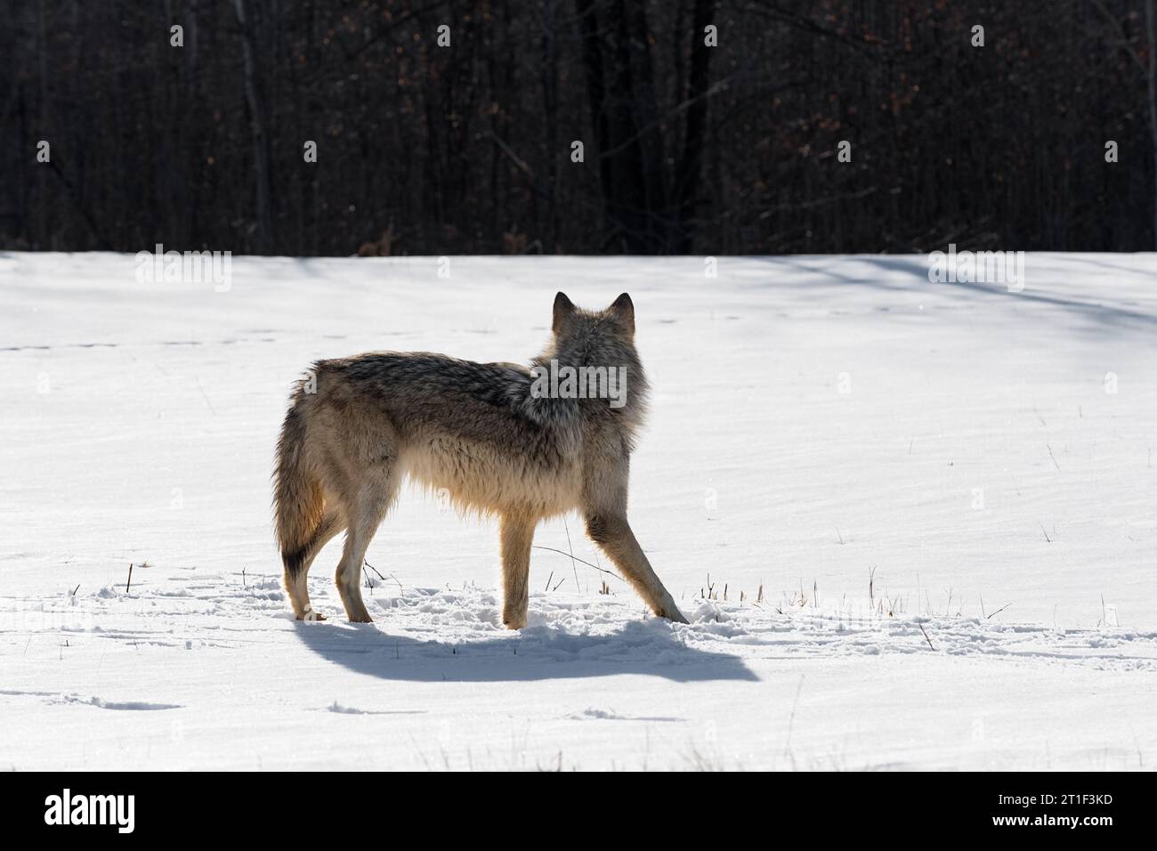 Backlit Grey Wolf (Canis lupus) Turns to Look Back at Woods Winter ...