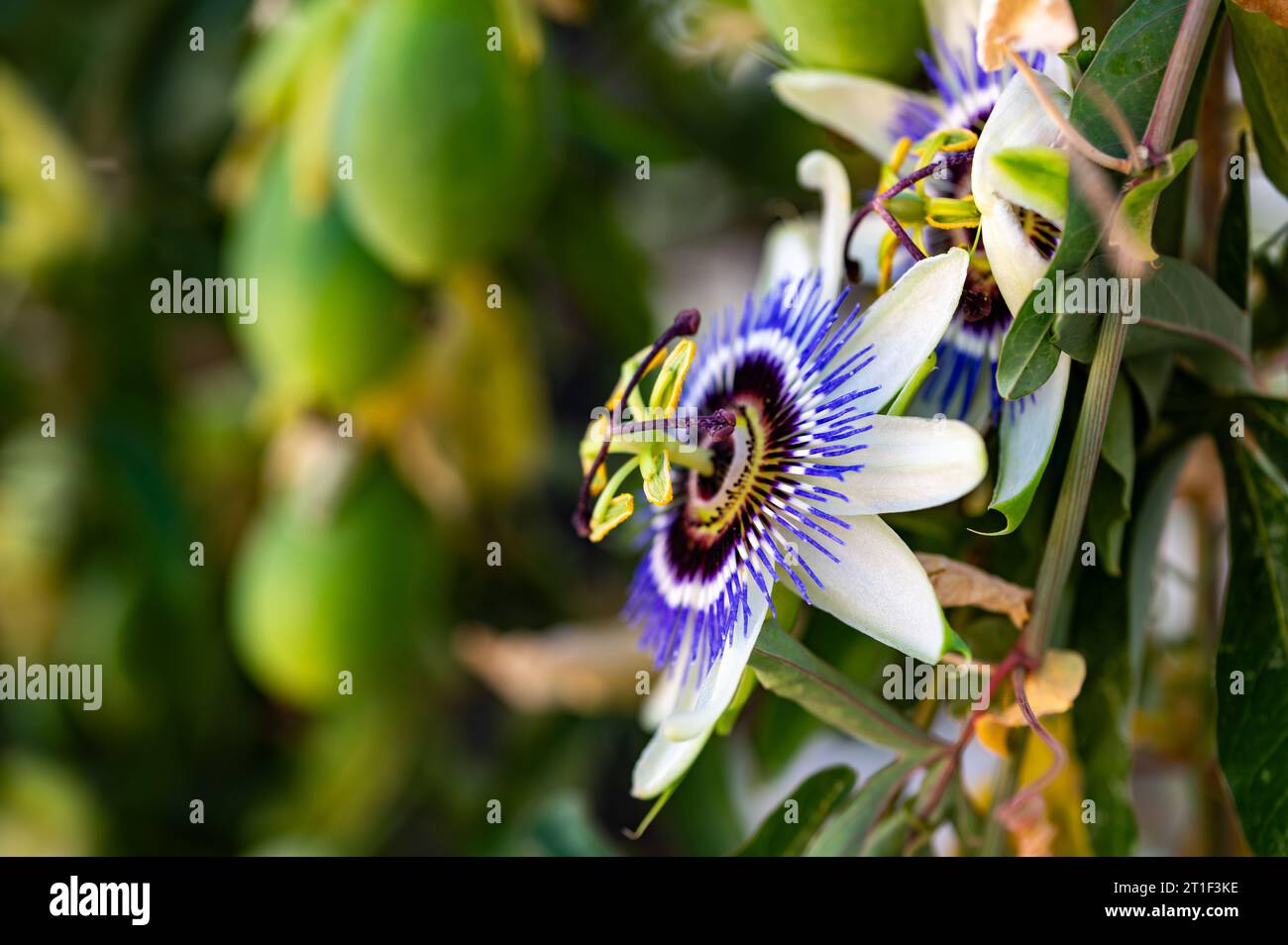 Closeup blue passion flower passiflora hi-res stock photography and ...