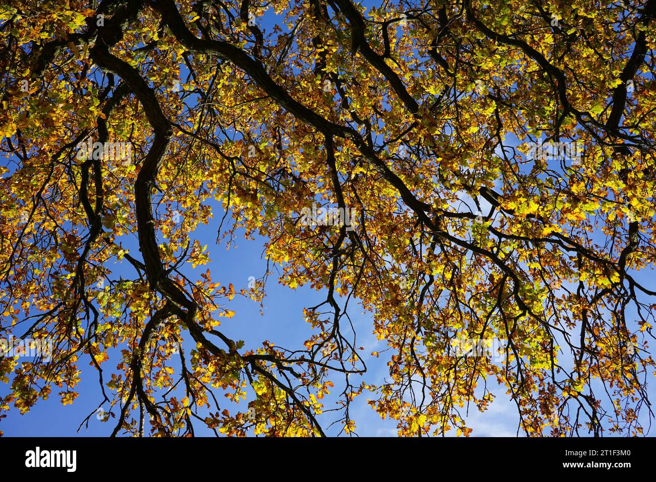 The underside of a german oak Stock Photo - Alamy