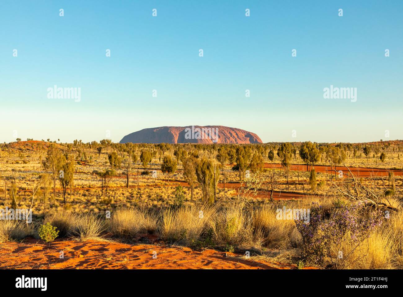 Australia wild flowers desert hi-res stock photography and images - Alamy