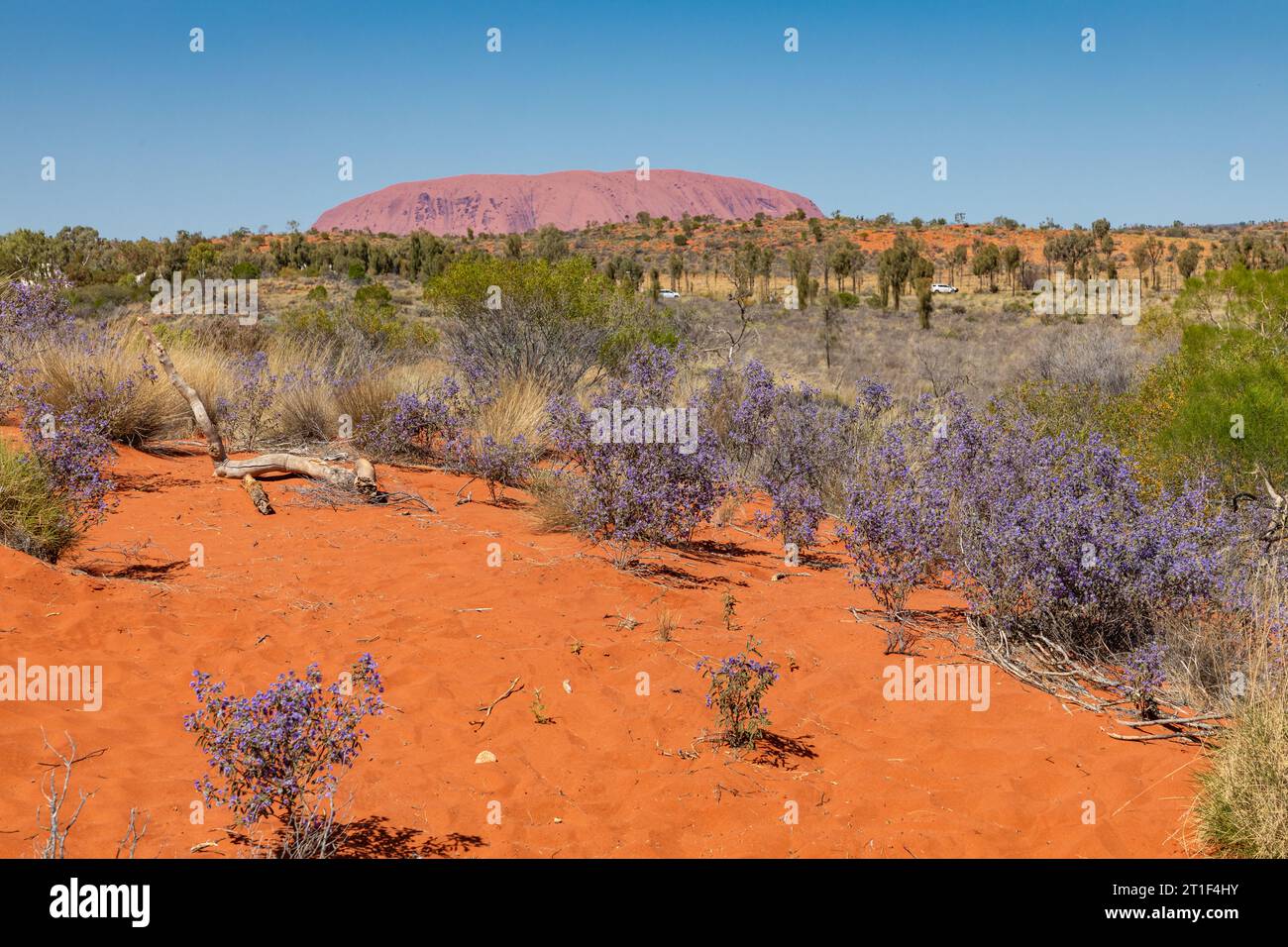 Ayers Rock Uluru Australia during spring season with flowers and green ...