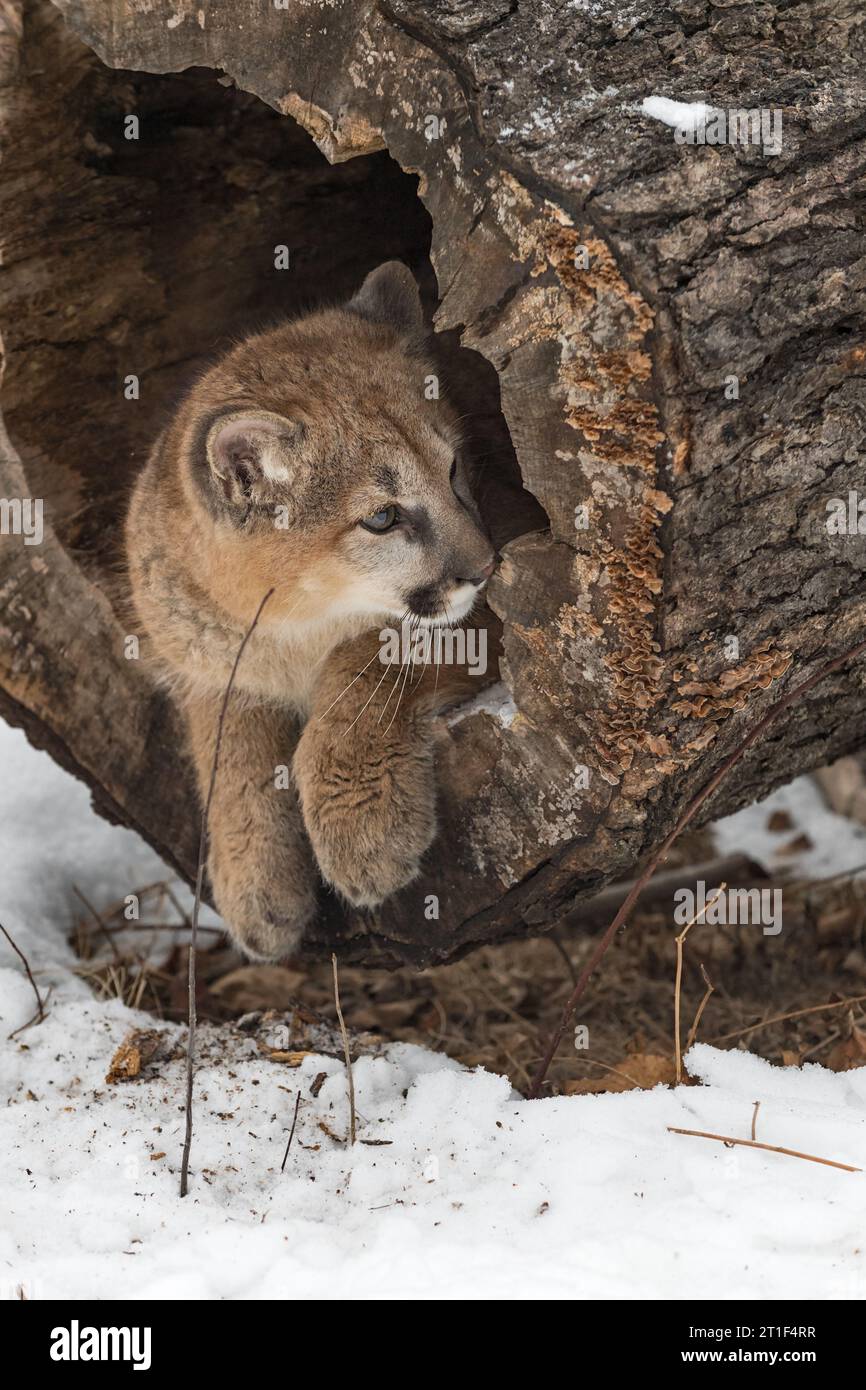 Edge of log hi-res stock photography and images - Alamy