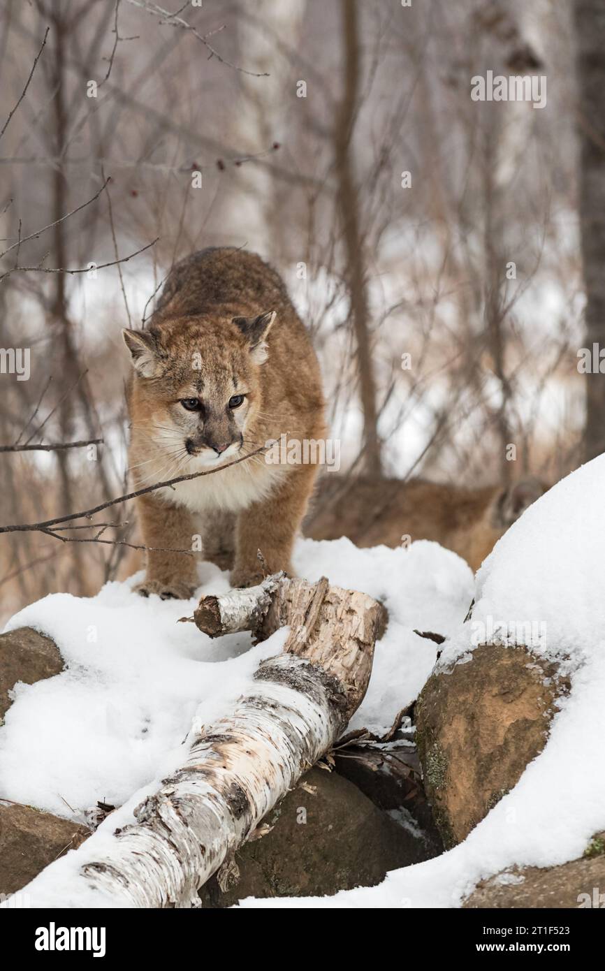 Cougar (Puma concolor) Stands on Snow Pile Sibling Walks Behind Winter ...