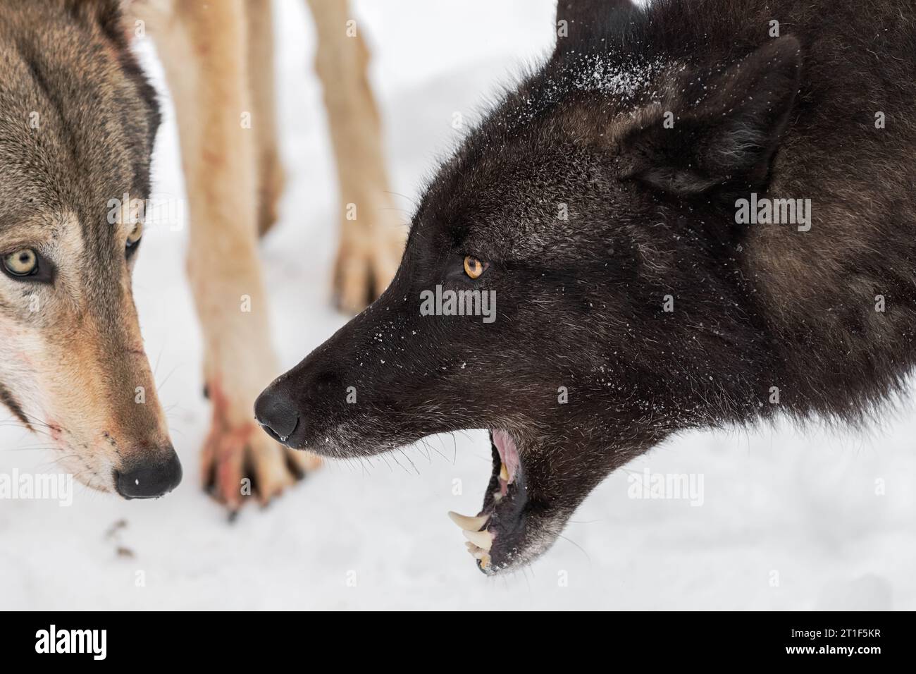 Black-Phase Grey Wolf (Canis lupus) Mouth Open in Face of Second Wolf ...