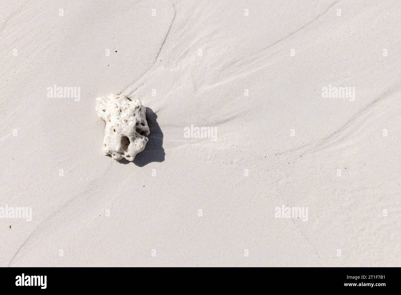 Coral fragment is on white shore sand. Seychelles beach, natural ...