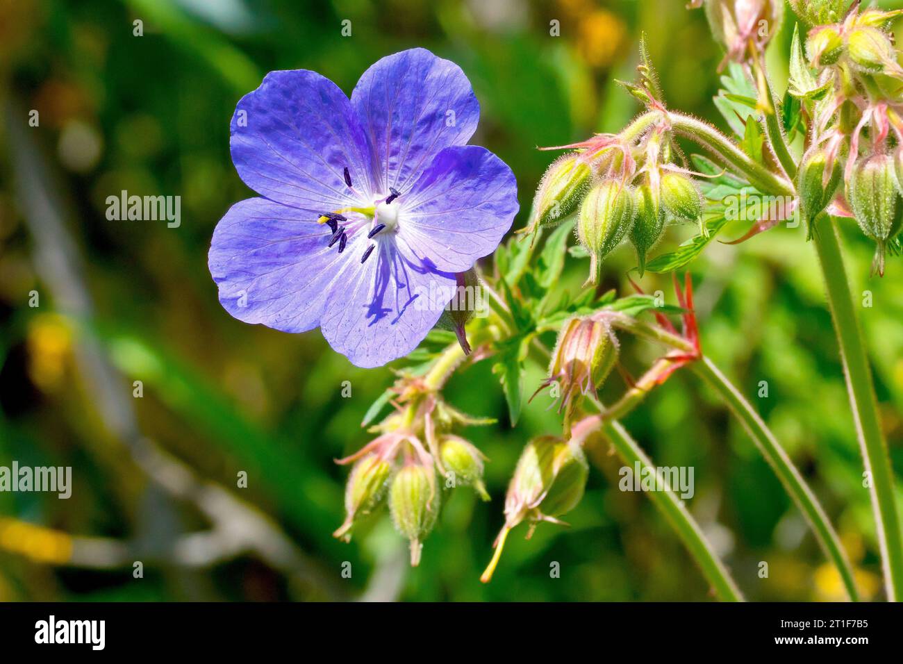 Common geranium hi-res stock photography and images - Alamy