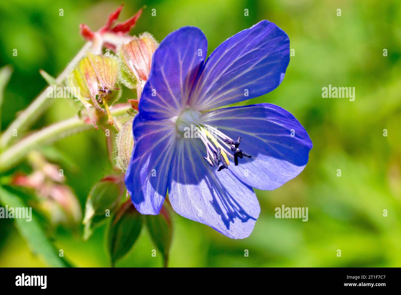Common geranium hi-res stock photography and images - Alamy