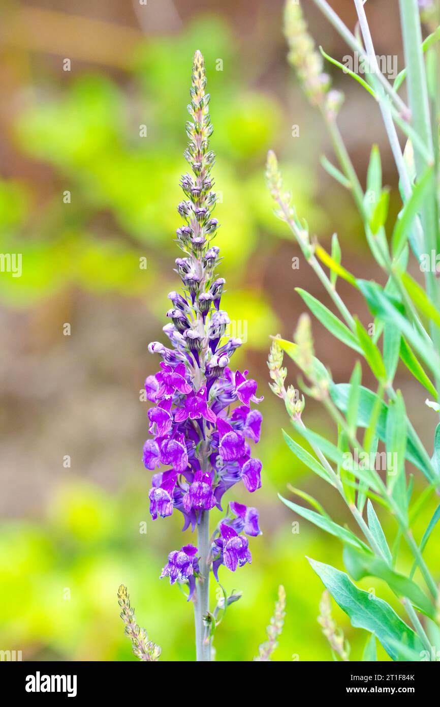Purple toadflax linaria hi-res stock photography and images - Alamy