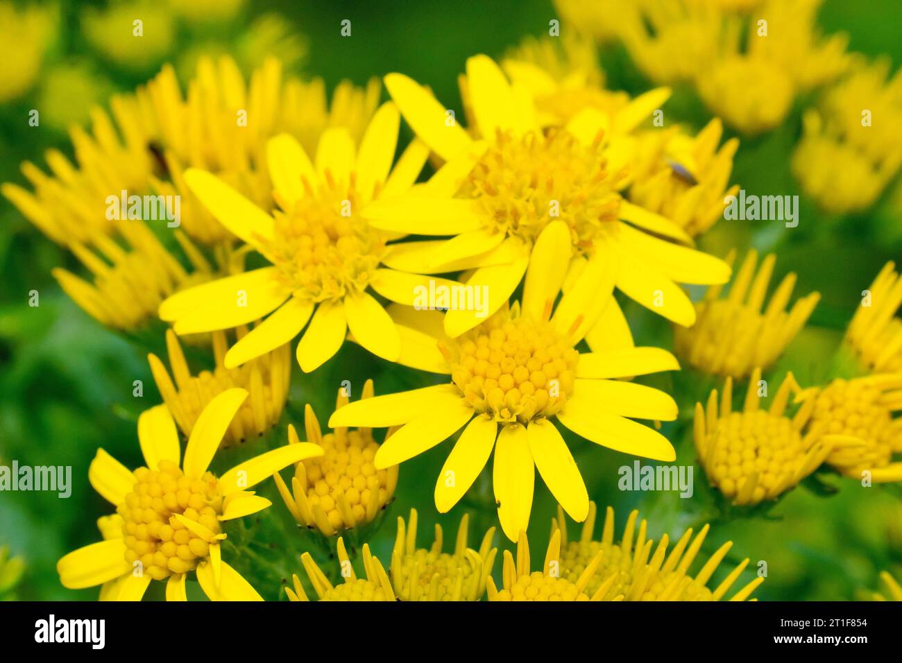 Yellow wildflower buds hi-res stock photography and images - Alamy