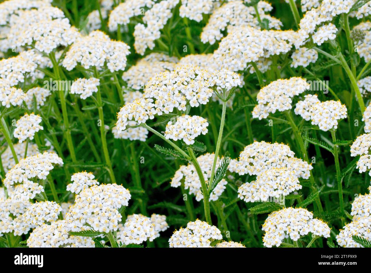 Yarrow (achillea millefolium), close up focusing on a single white ...