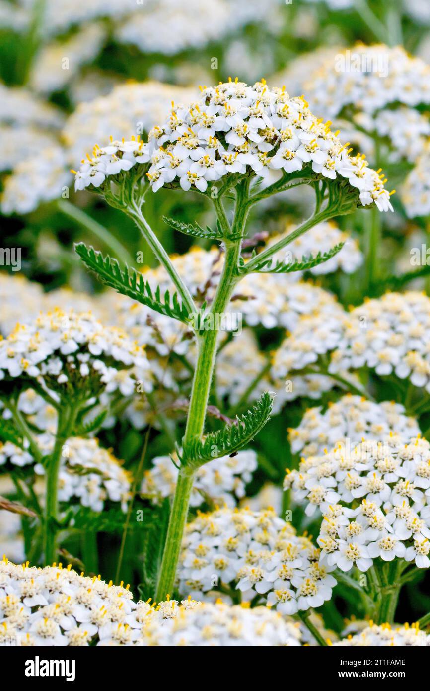 Yarrow (achillea millefolium), close up focusing on a single white ...