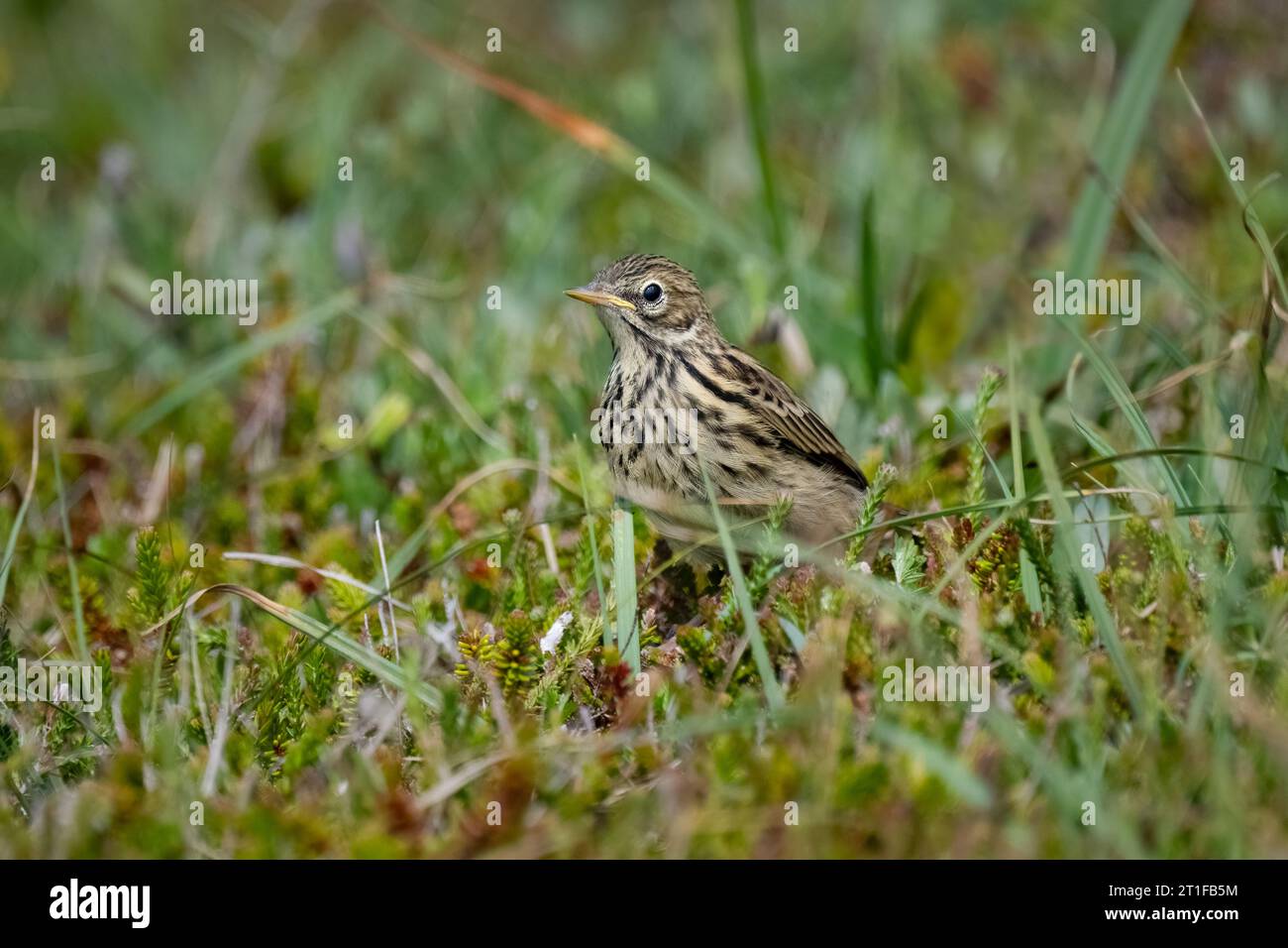 A meadow pipit in grass and heather Stock Photo - Alamy