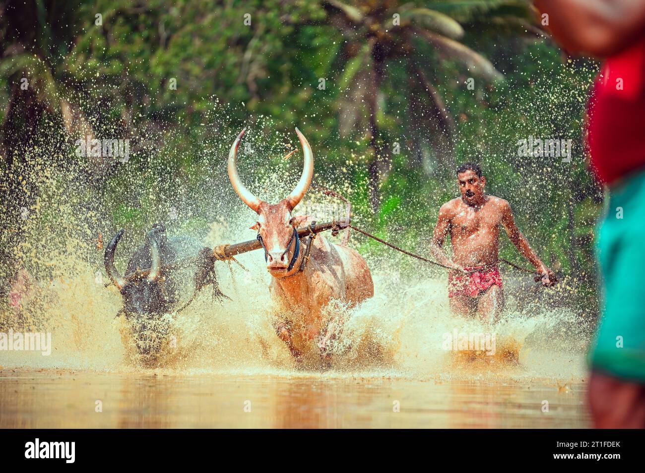 Bull race in kerala hi-res stock photography and images - Alamy
