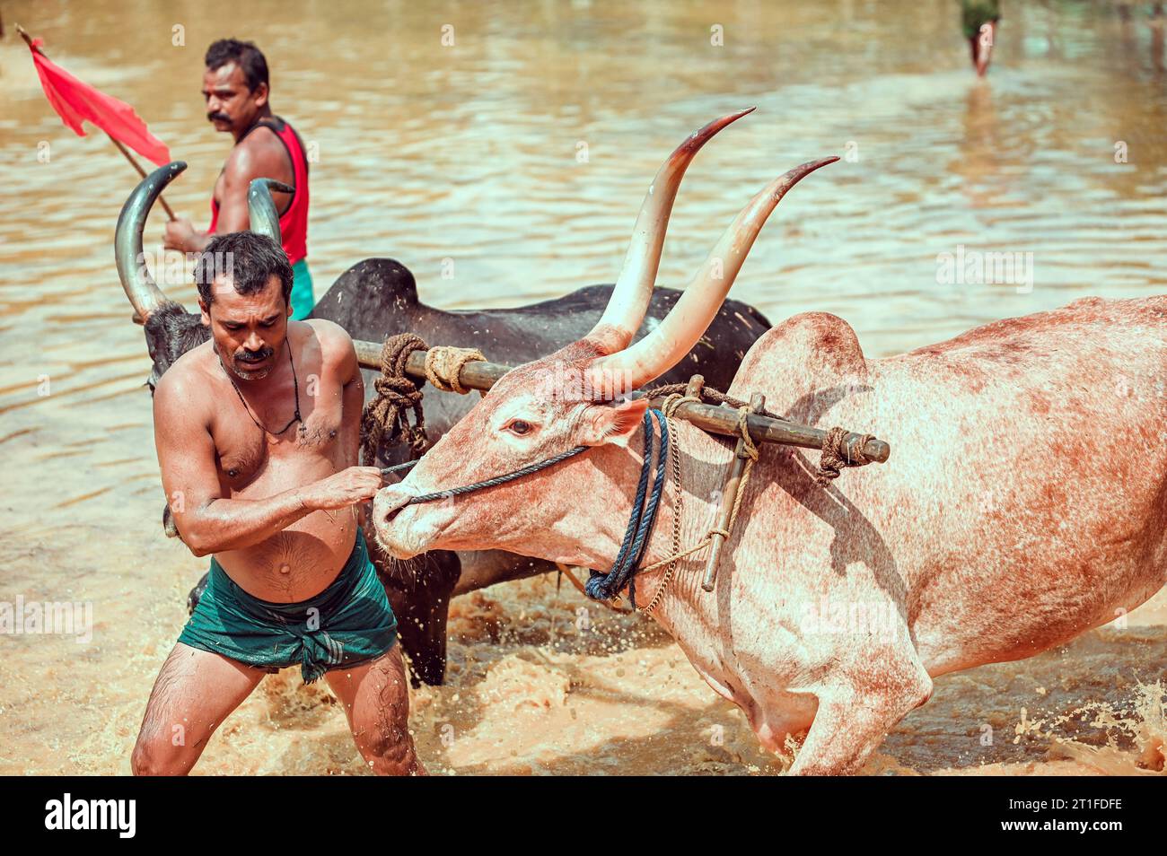 mud bull racing in kerala on a village festival called kakkoor ...