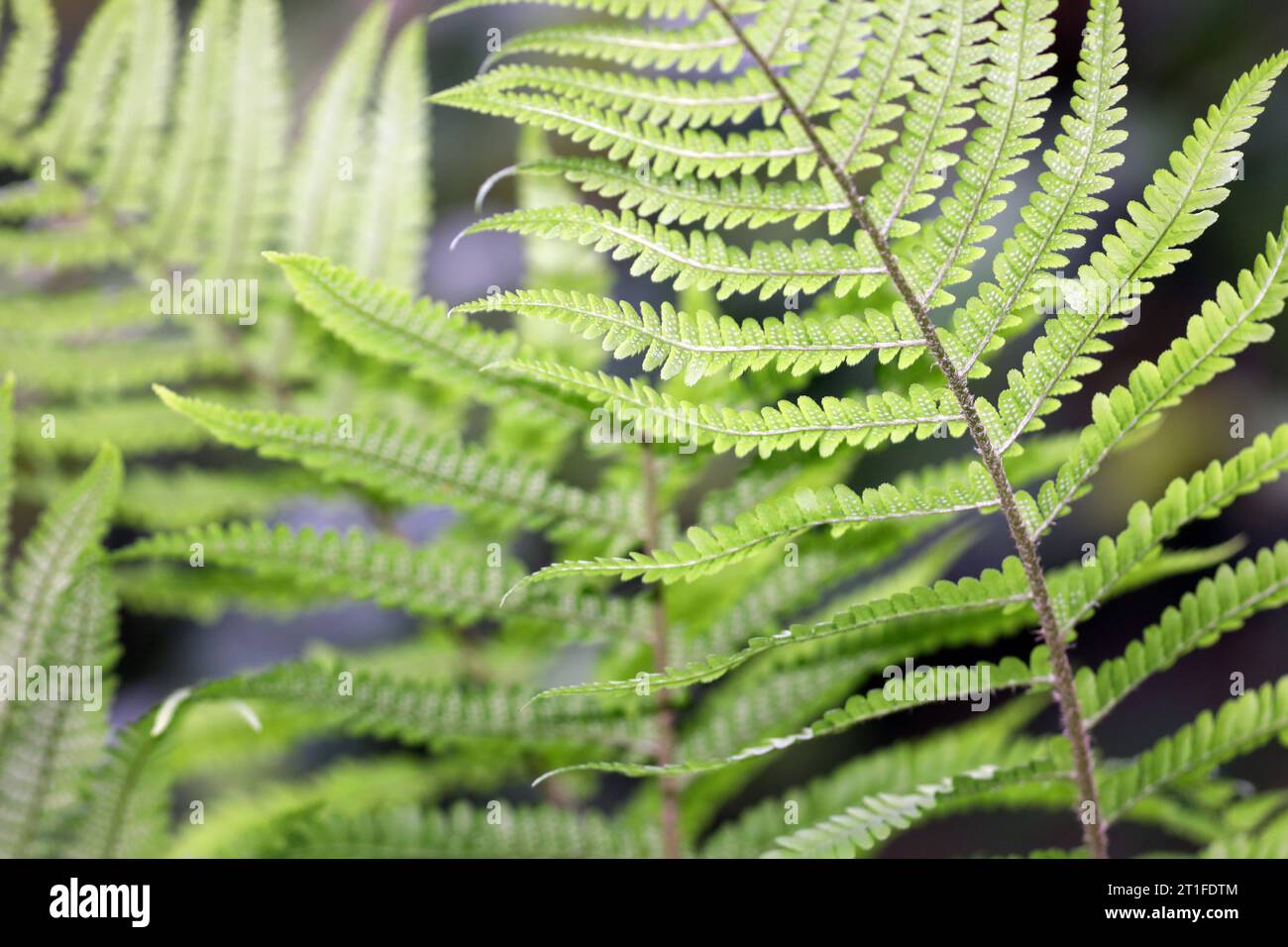 Mitteleuropäische Farne Der Wald-Frauenfarn steht im satten Grün zur ...
