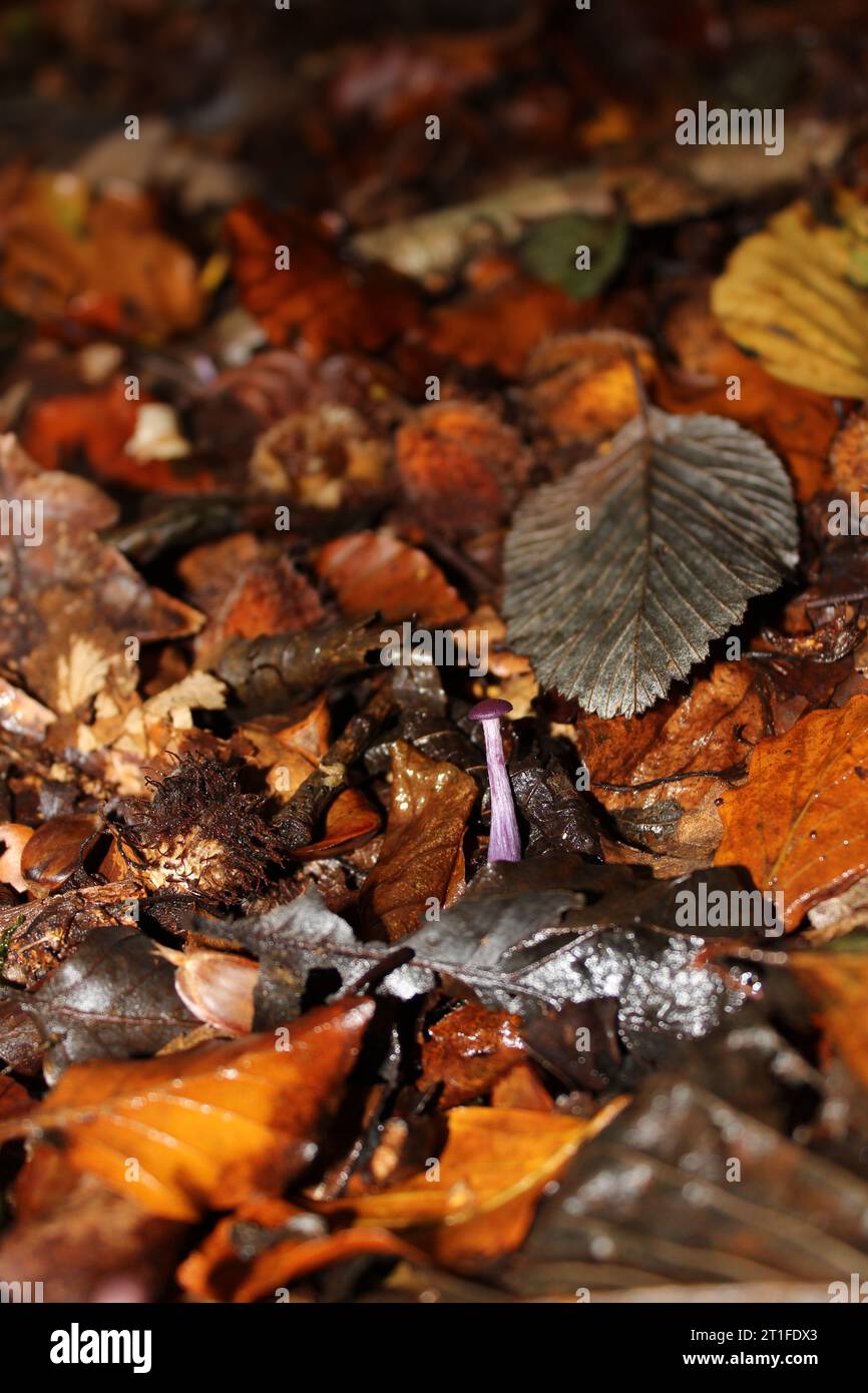 Amethyst Deceiver mushrooms (Laccaria amethystina) in leafy woodlands ...
