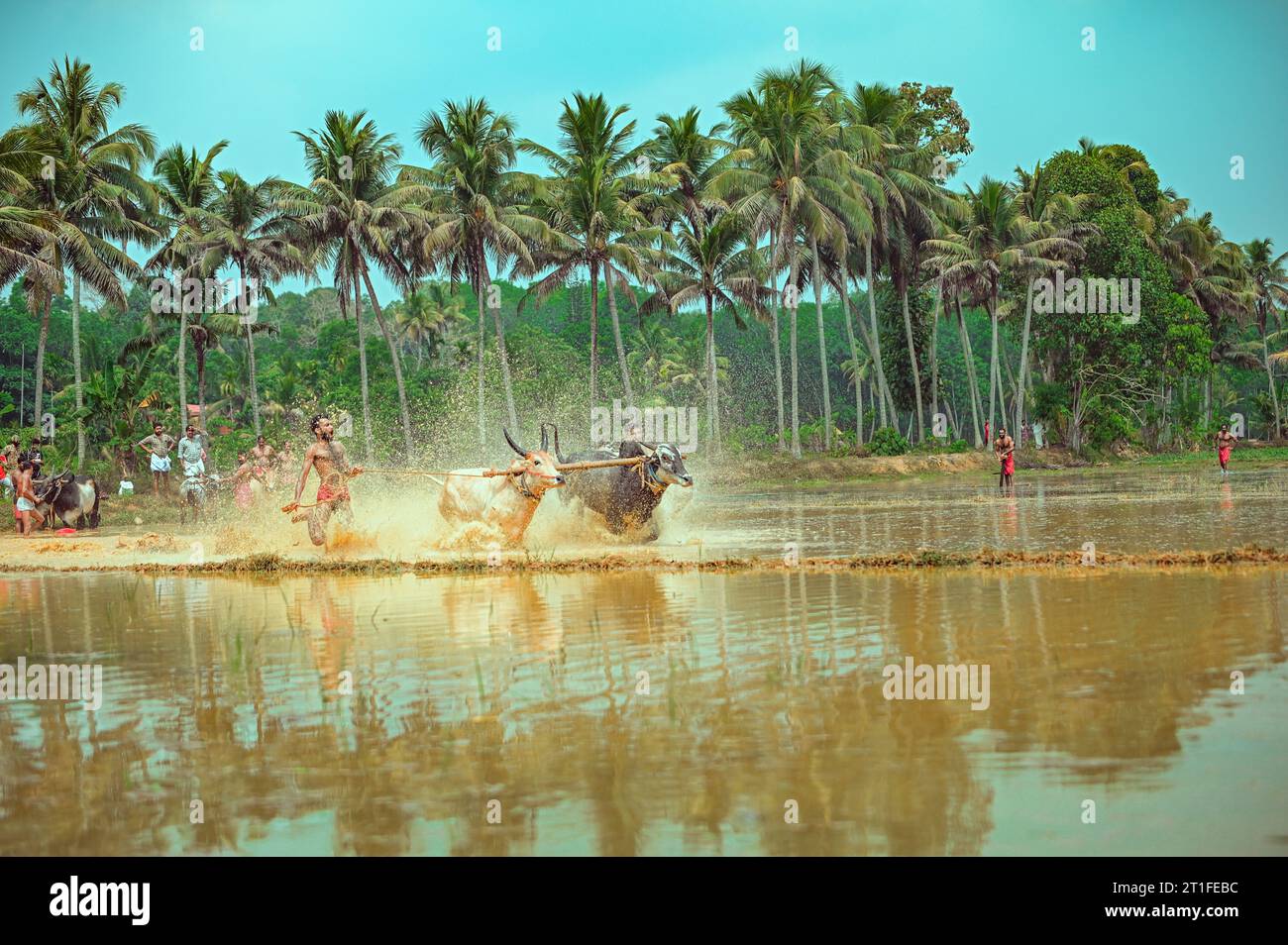 Bull race in kerala hi-res stock photography and images - Alamy