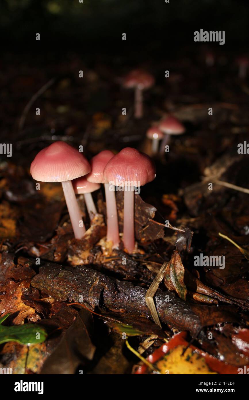Mycena rosea mushrooms hi-res stock photography and images - Alamy