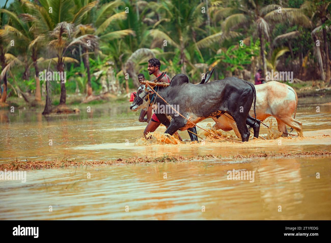 Bull race in kerala hi-res stock photography and images - Alamy