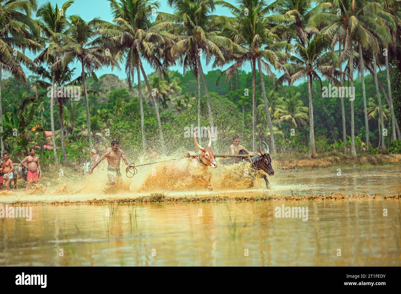 Bull race in kerala hi-res stock photography and images - Alamy