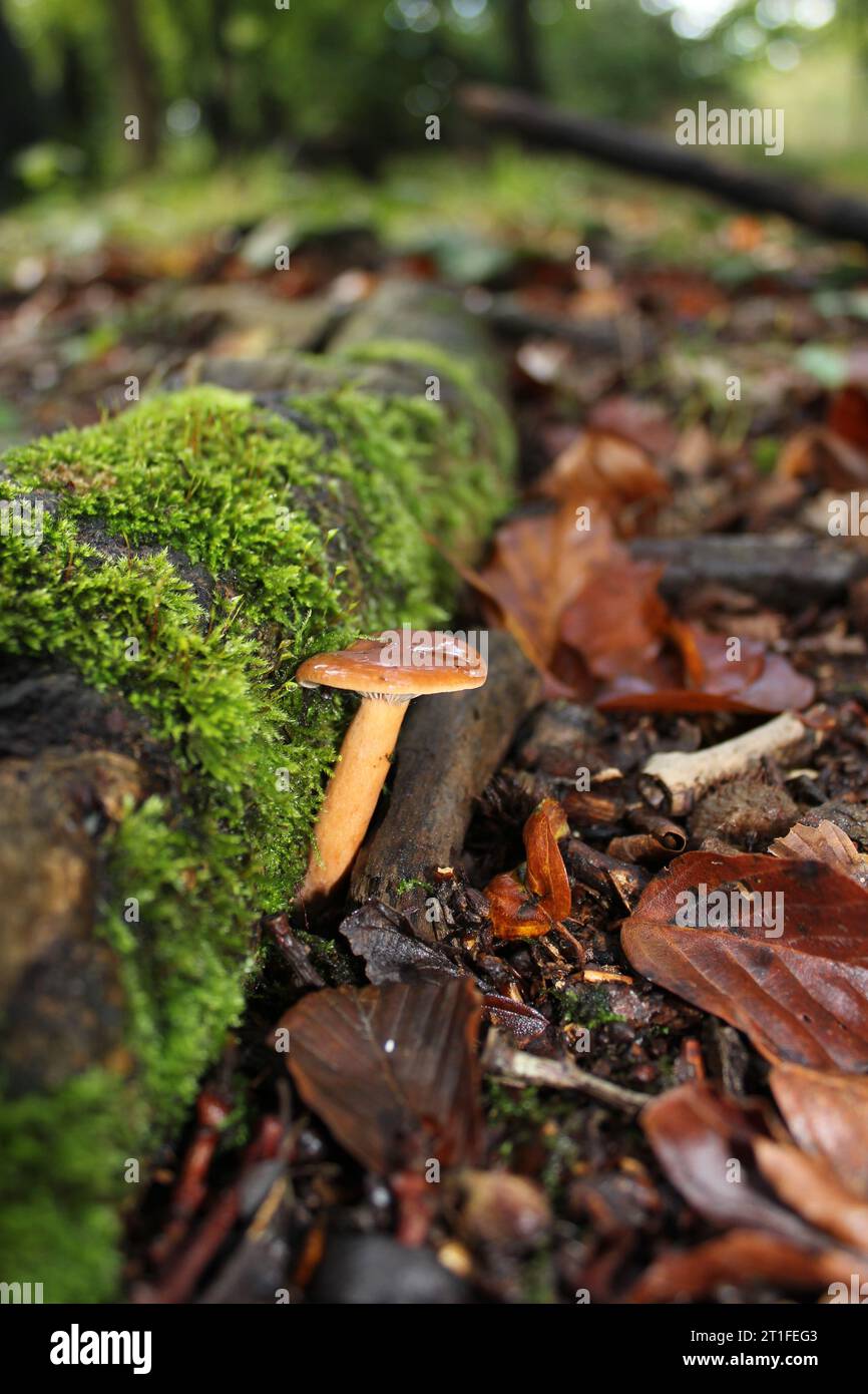 Rufous Milkcap Mushrooms (Lactarius rufus) on rotting wood Stock Photo ...