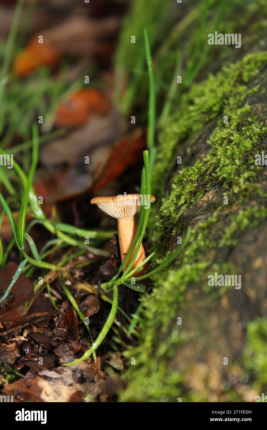 Rufous Milkcap Mushrooms (Lactarius rufus) on rotting wood Stock Photo ...