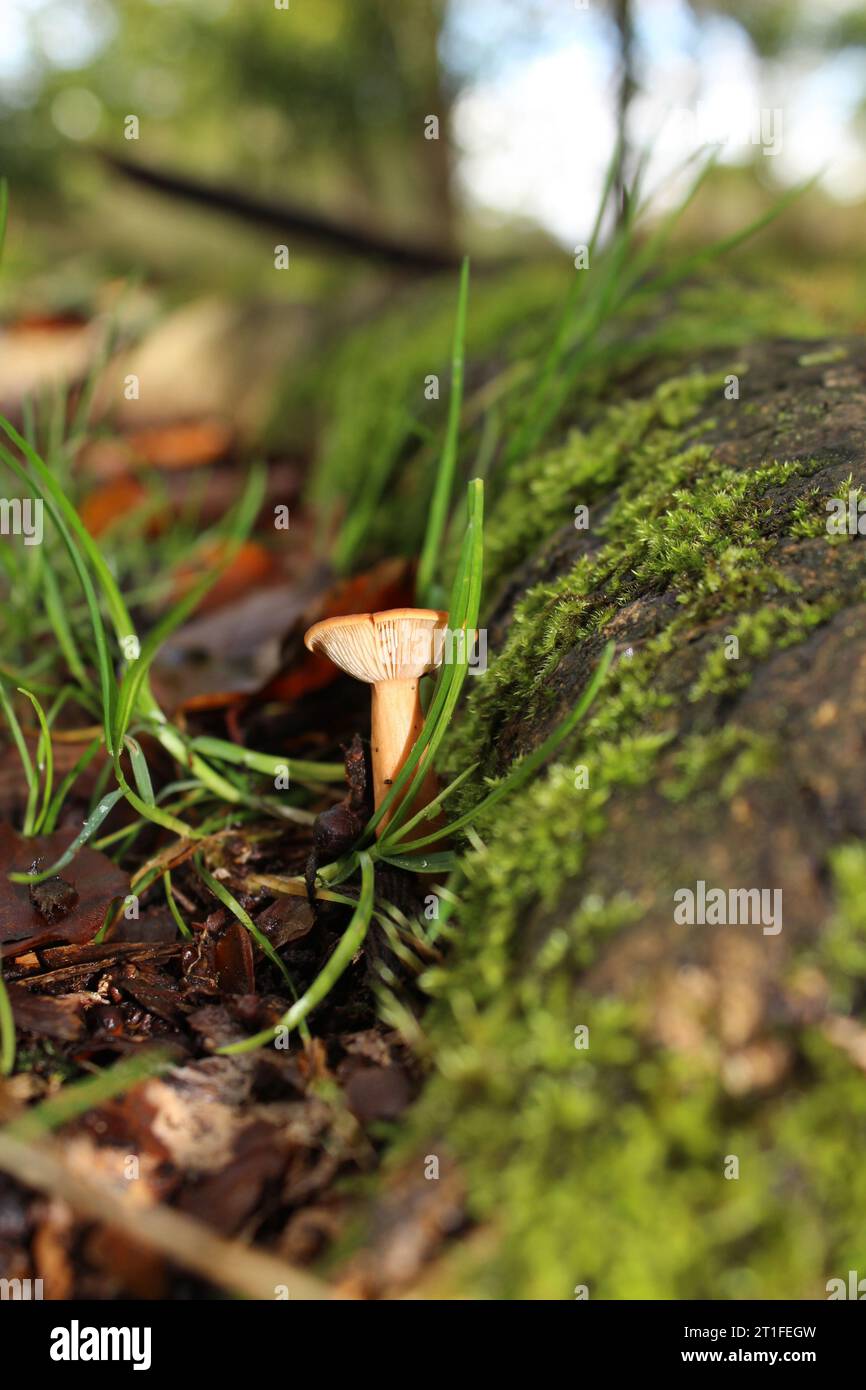 Rufous Milkcap Mushrooms (Lactarius rufus) on rotting wood Stock Photo ...