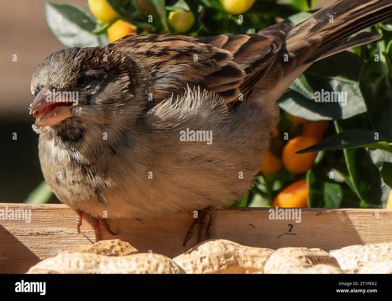 Sparrows together hi-res stock photography and images - Alamy