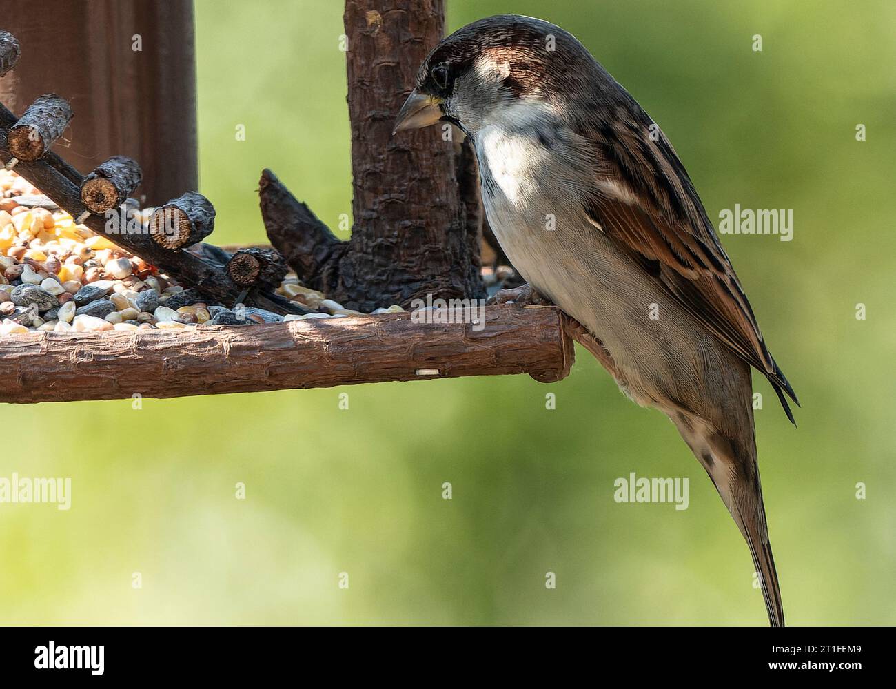 Sparrows together hi-res stock photography and images - Alamy