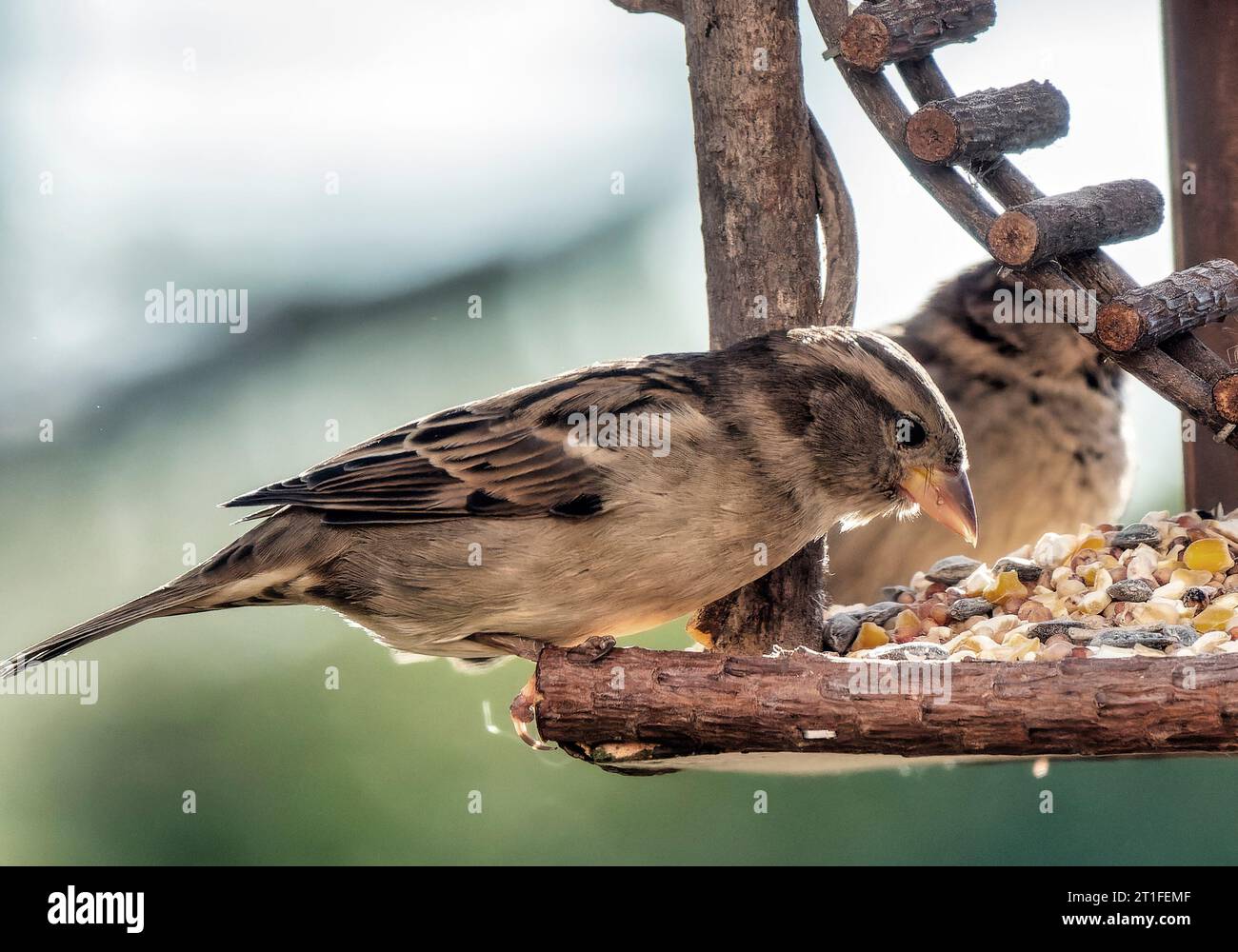 Sparrows together hi-res stock photography and images - Alamy