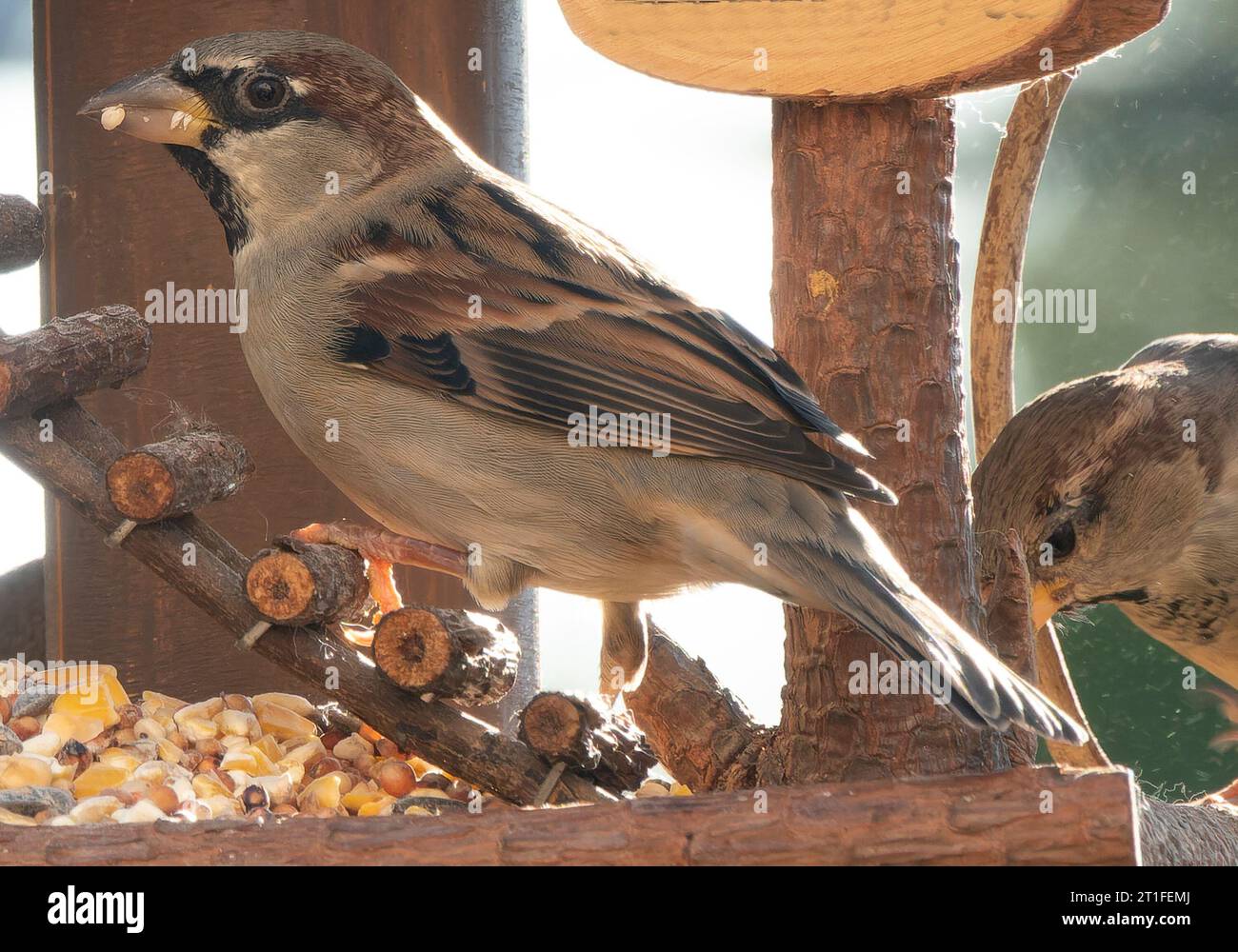 Sparrows together hi-res stock photography and images - Alamy