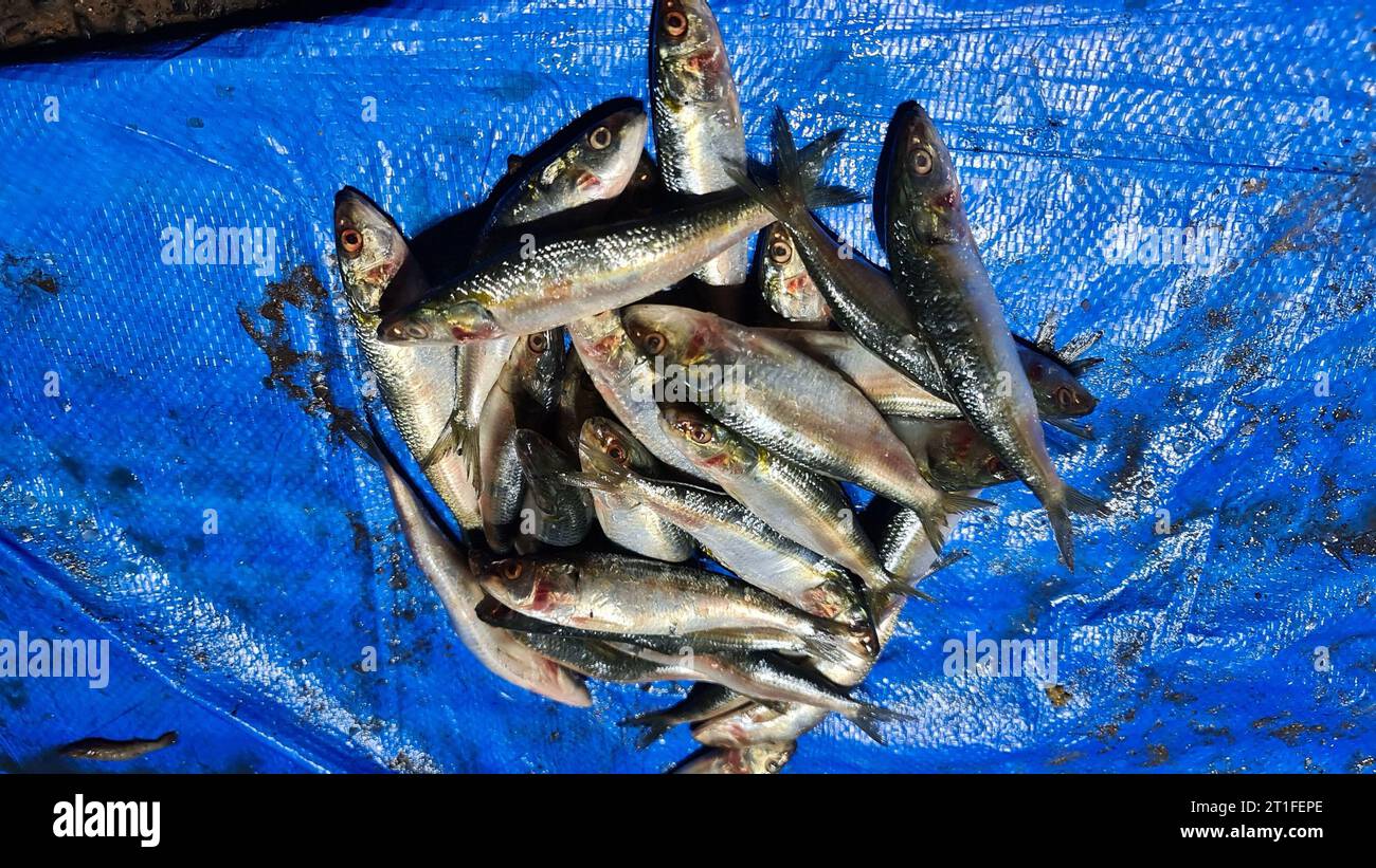 Goan fish hi-res stock photography and images - Alamy