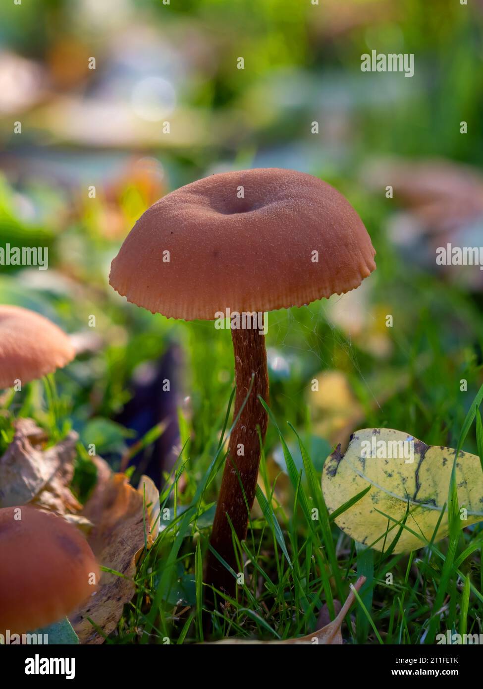 Common Deceiver (Laccaria laccata) mushroom growing in grass in English ...