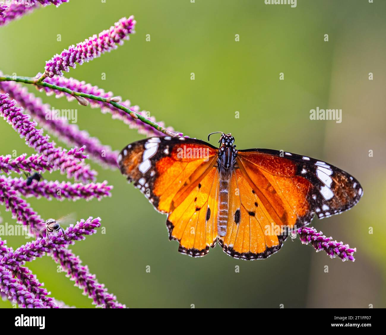 Black tiger tail butterfly hi-res stock photography and images - Alamy