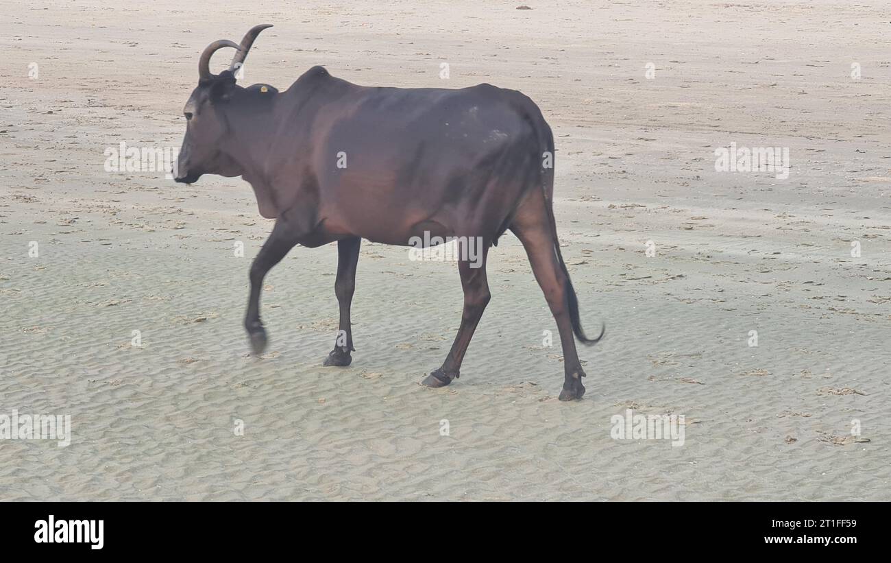 Cows going home in the evening via the beach route after grazing the ...