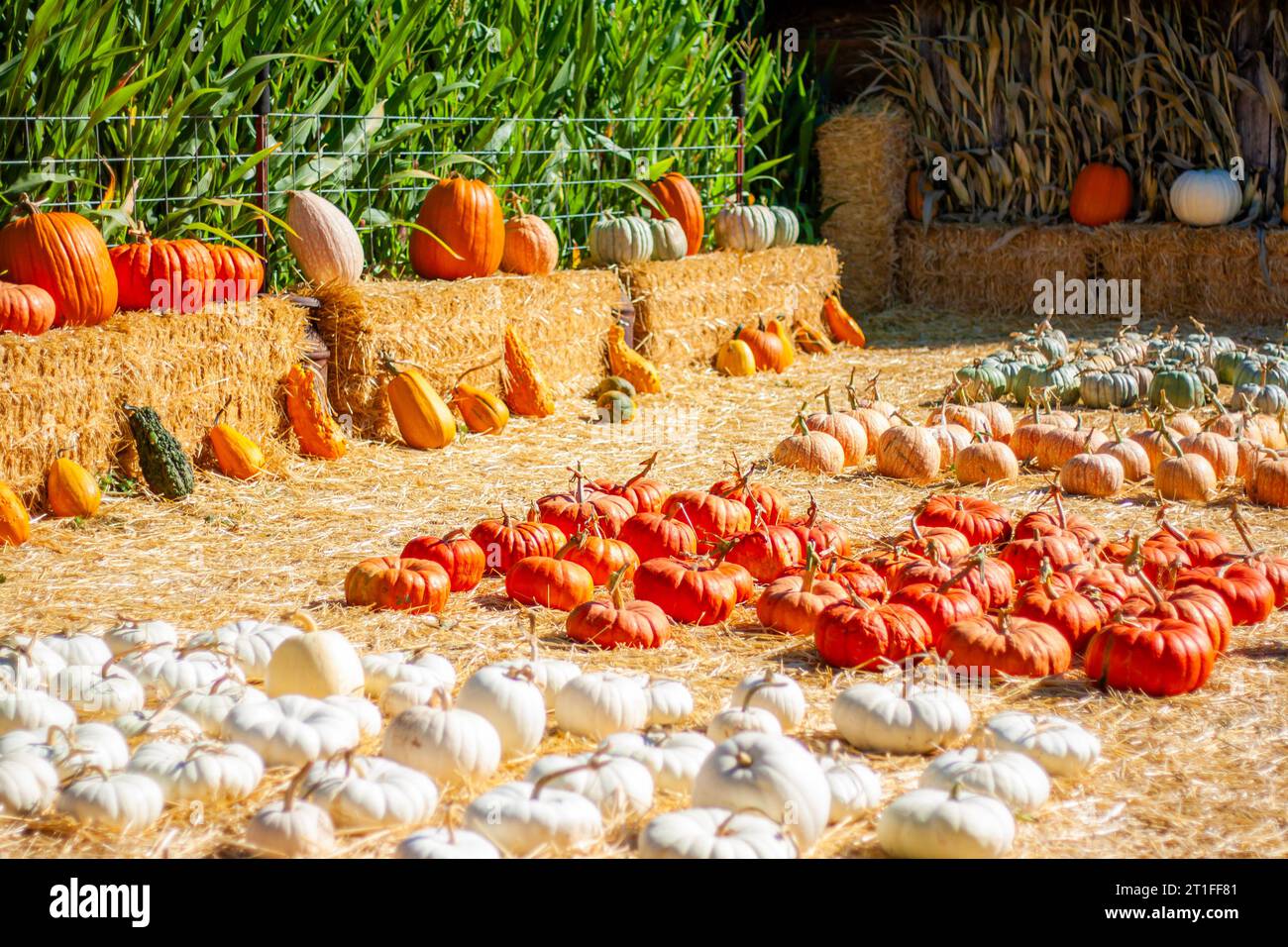 A pumpkin patch with different colors and varieties of pumpkins Stock ...