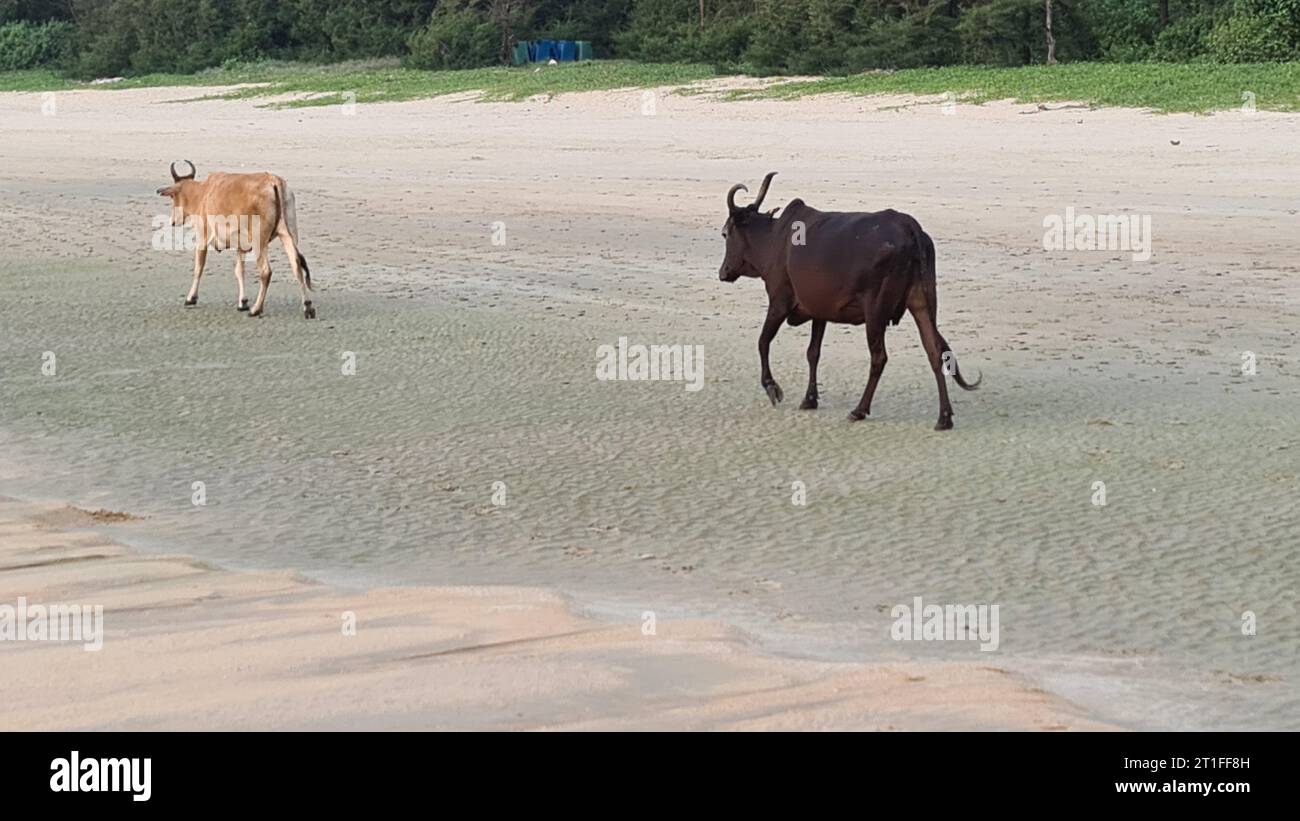 Cows going home in the evening via the beach route after grazing the ...