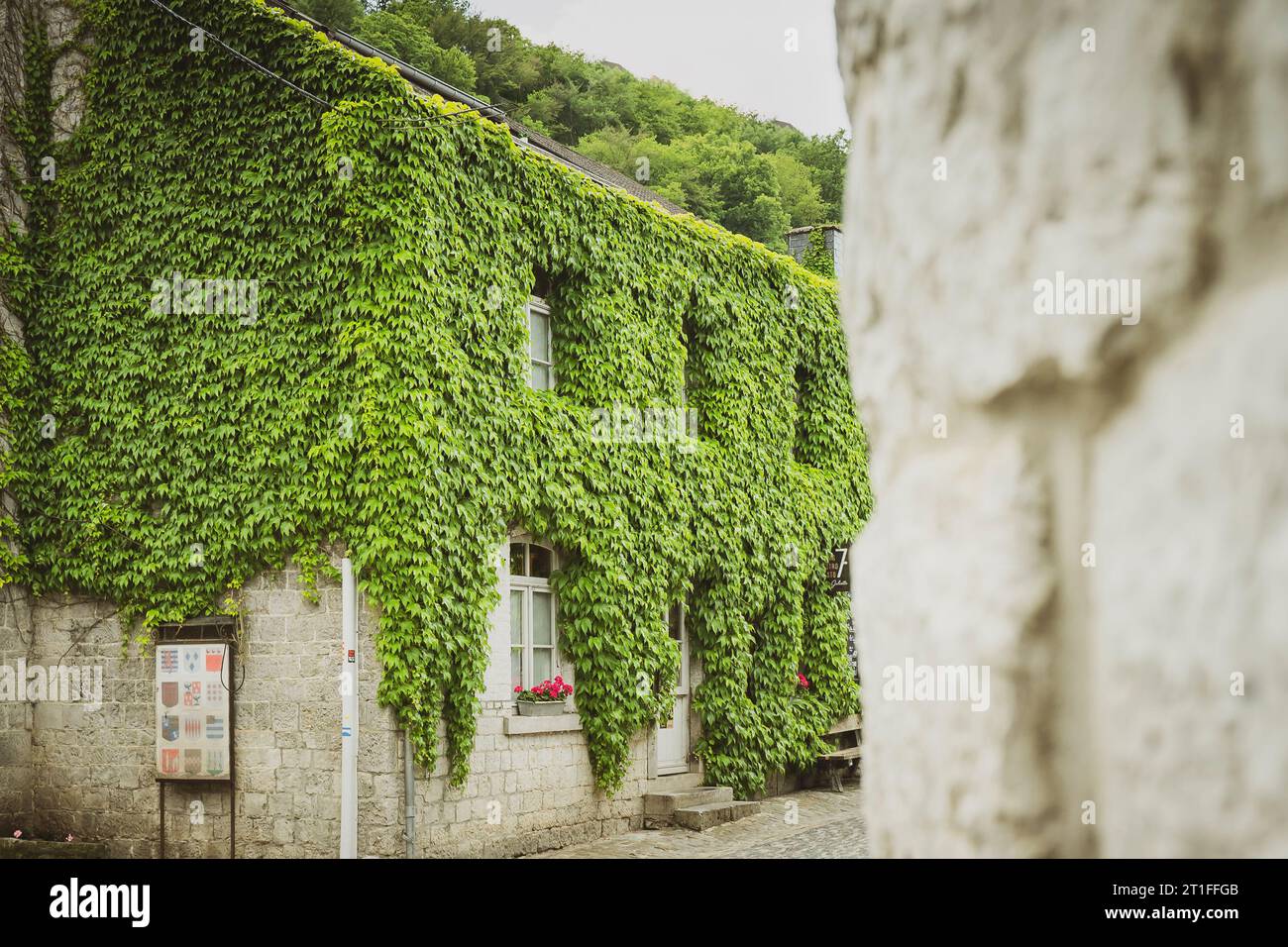 Virginia creeper ivy against wall of old house in Durbuy in the Belgian ...