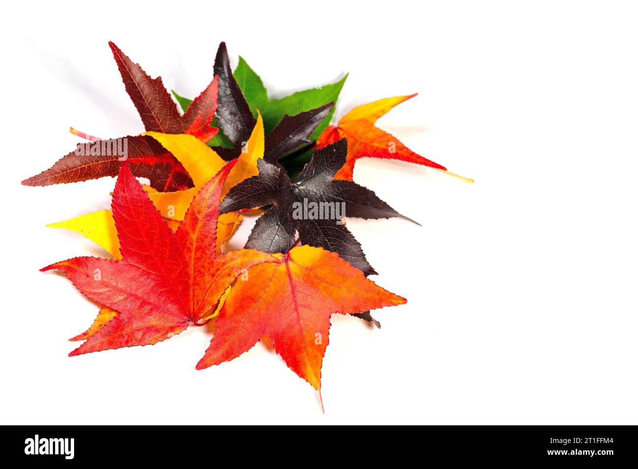 Sweet gum tree Cut Out Stock Images & Pictures - Alamy