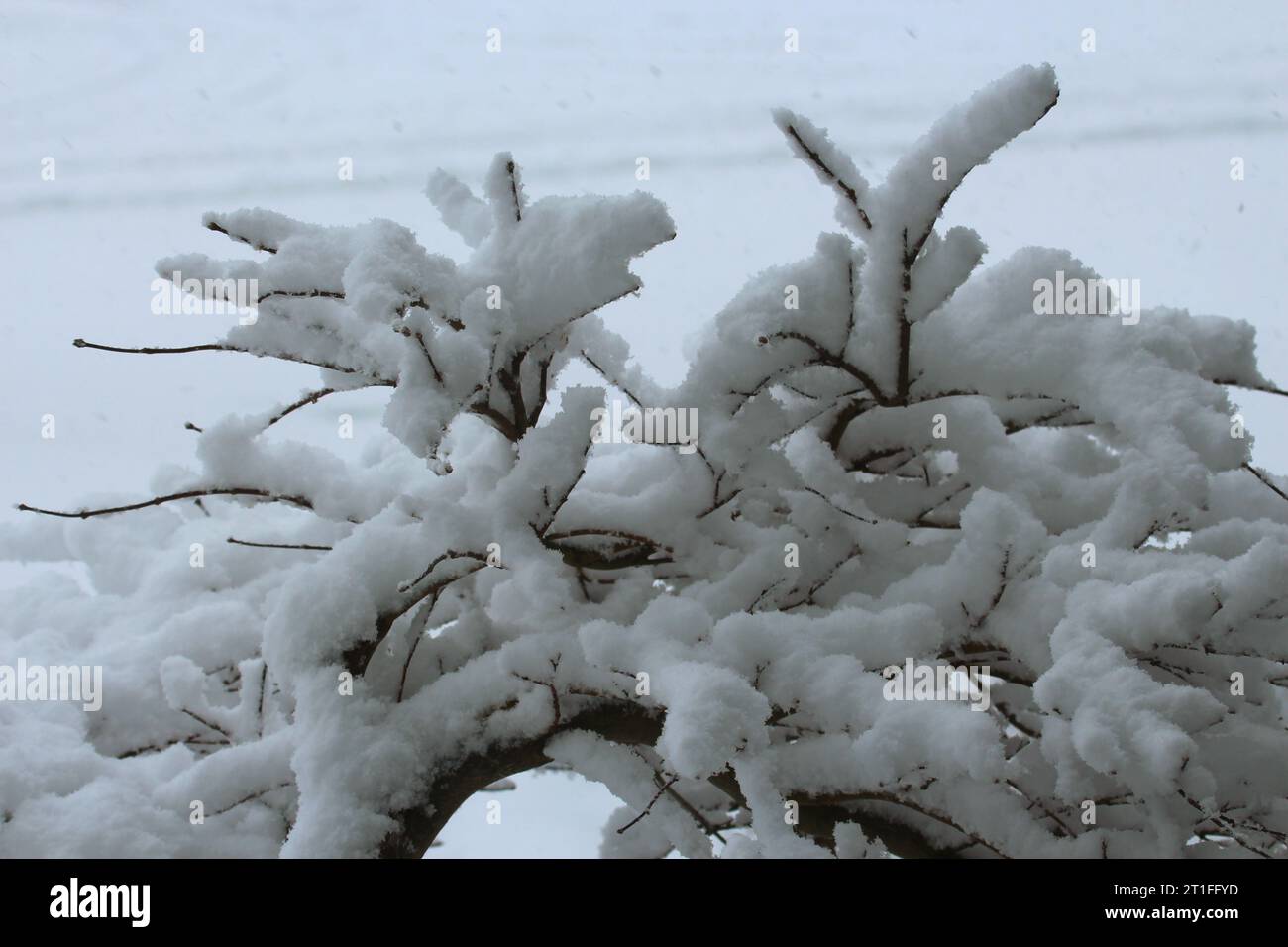 An inch of fluffy, white snow on the branches of a small Japanese Maple ...