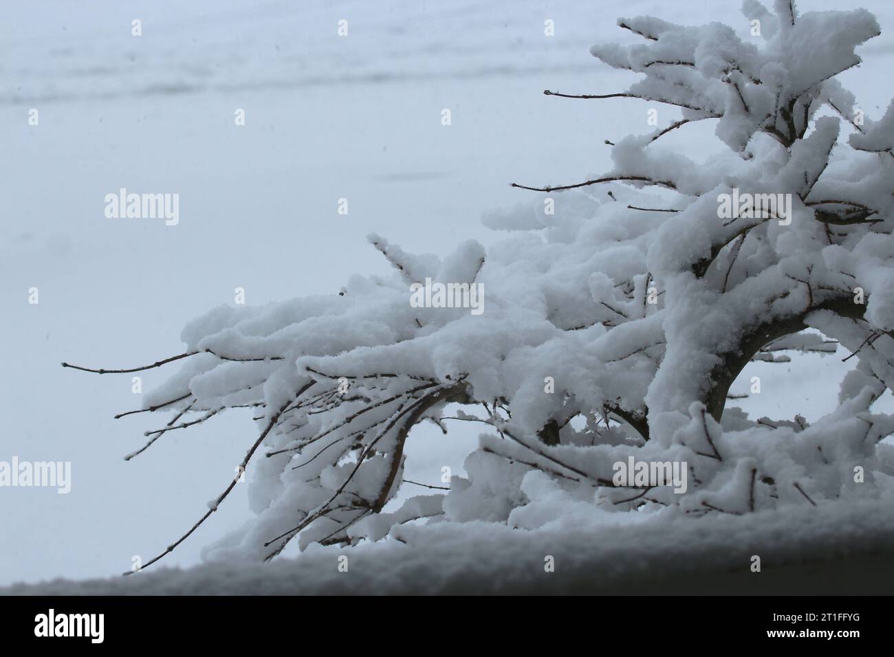 An inch of fluffy, white snow on the branches of a small Japanese Maple ...