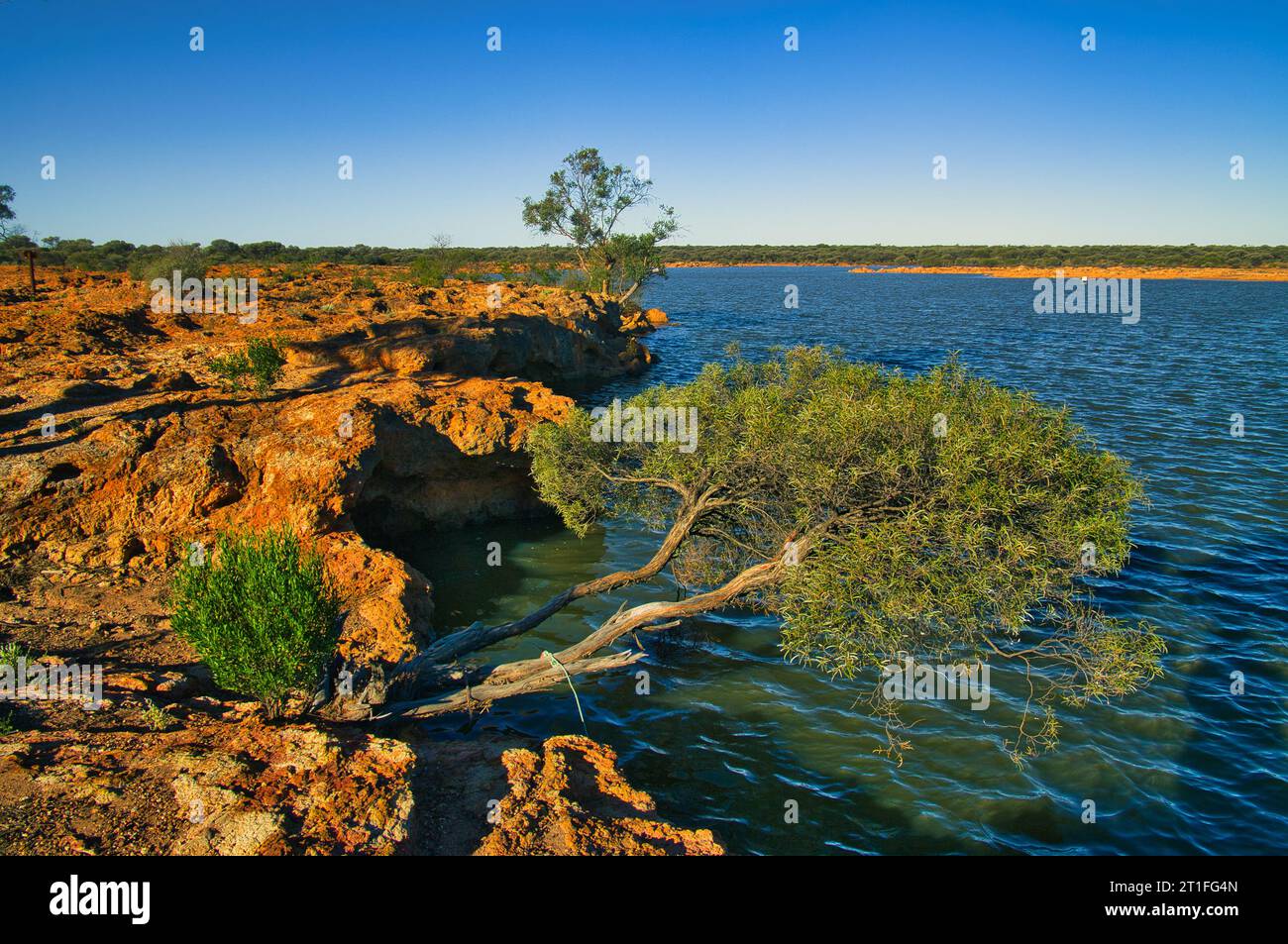 Shore of a small lake in the Western Australian outback, gnarled ...