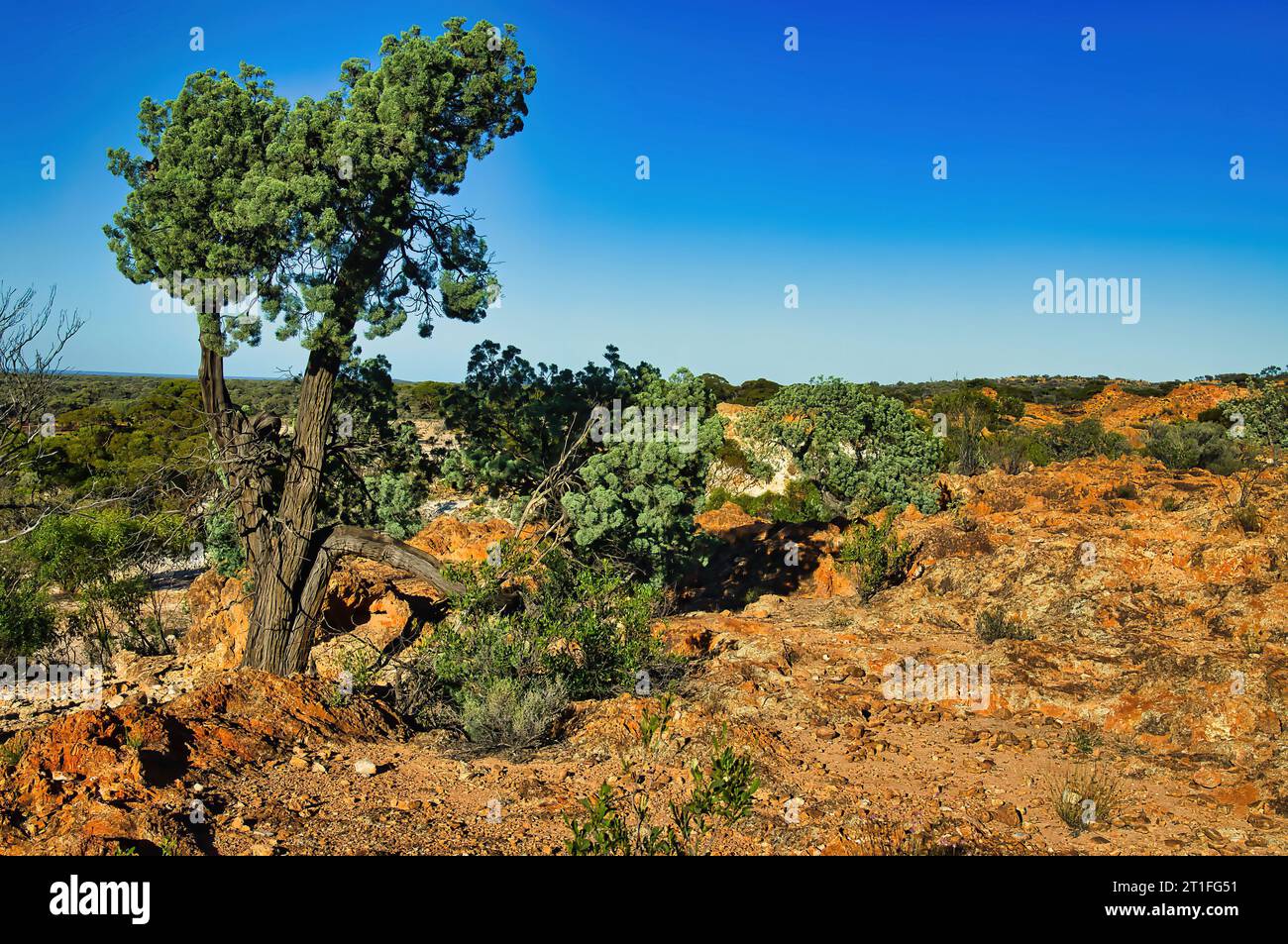 Landscape with gnarled old trees and red earth and rocks in the Western ...