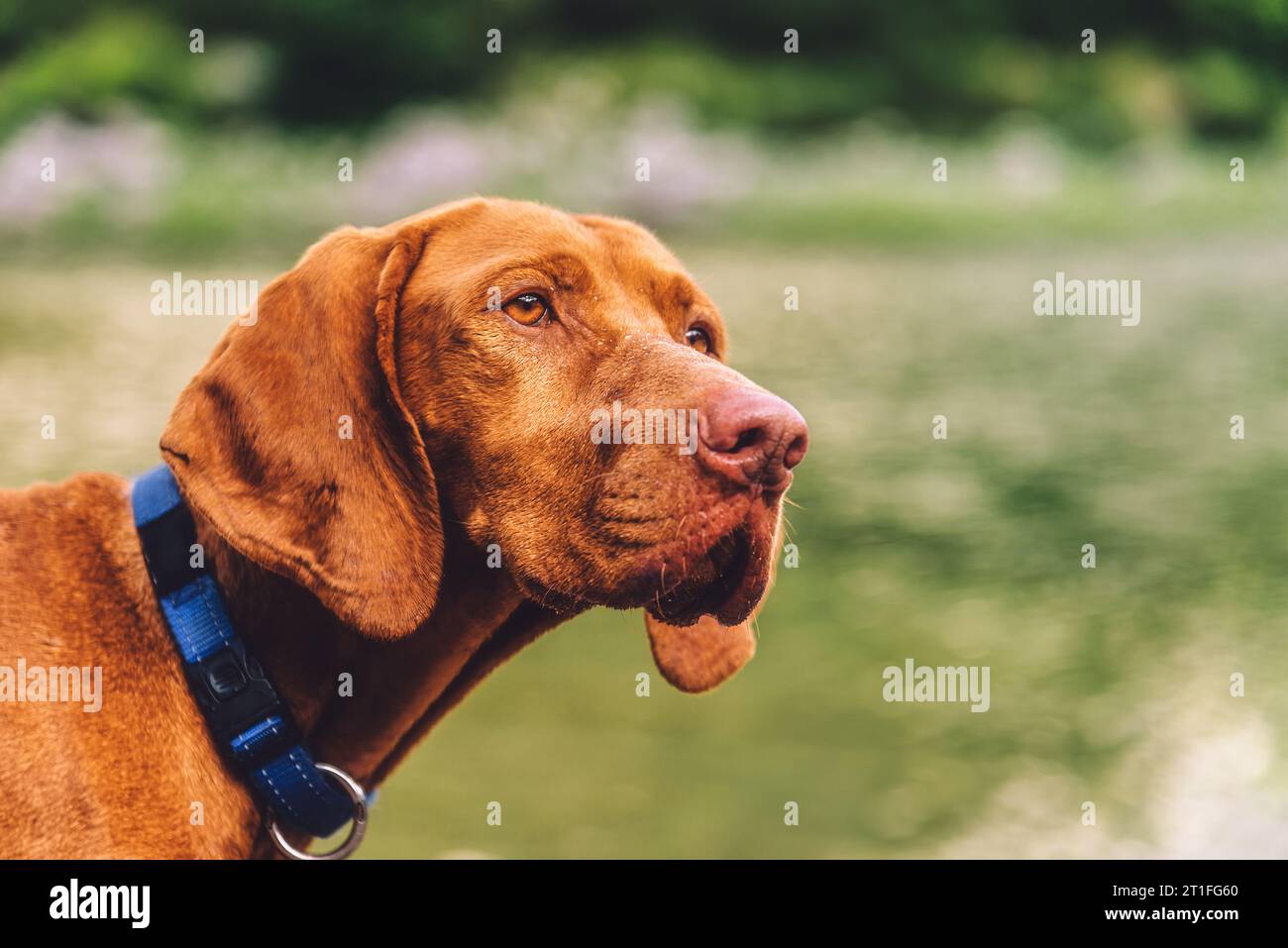 Golden rust vizsla hi-res stock photography and images - Alamy