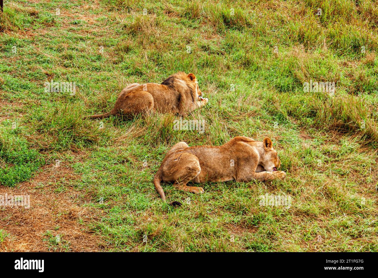 Wild predatory animals lion and lioness lie on the grass and eat Stock ...