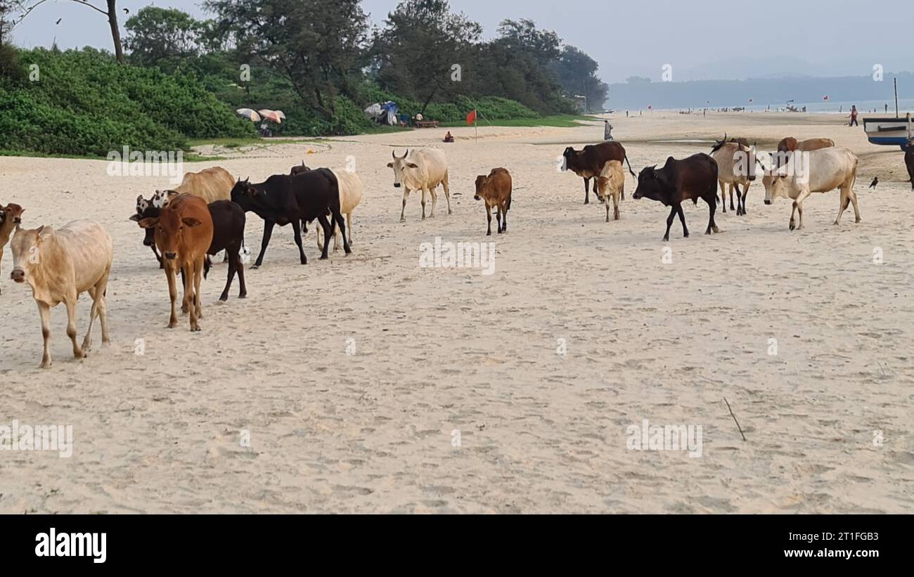 Cows going home in the evening via the beach route after grazing the ...