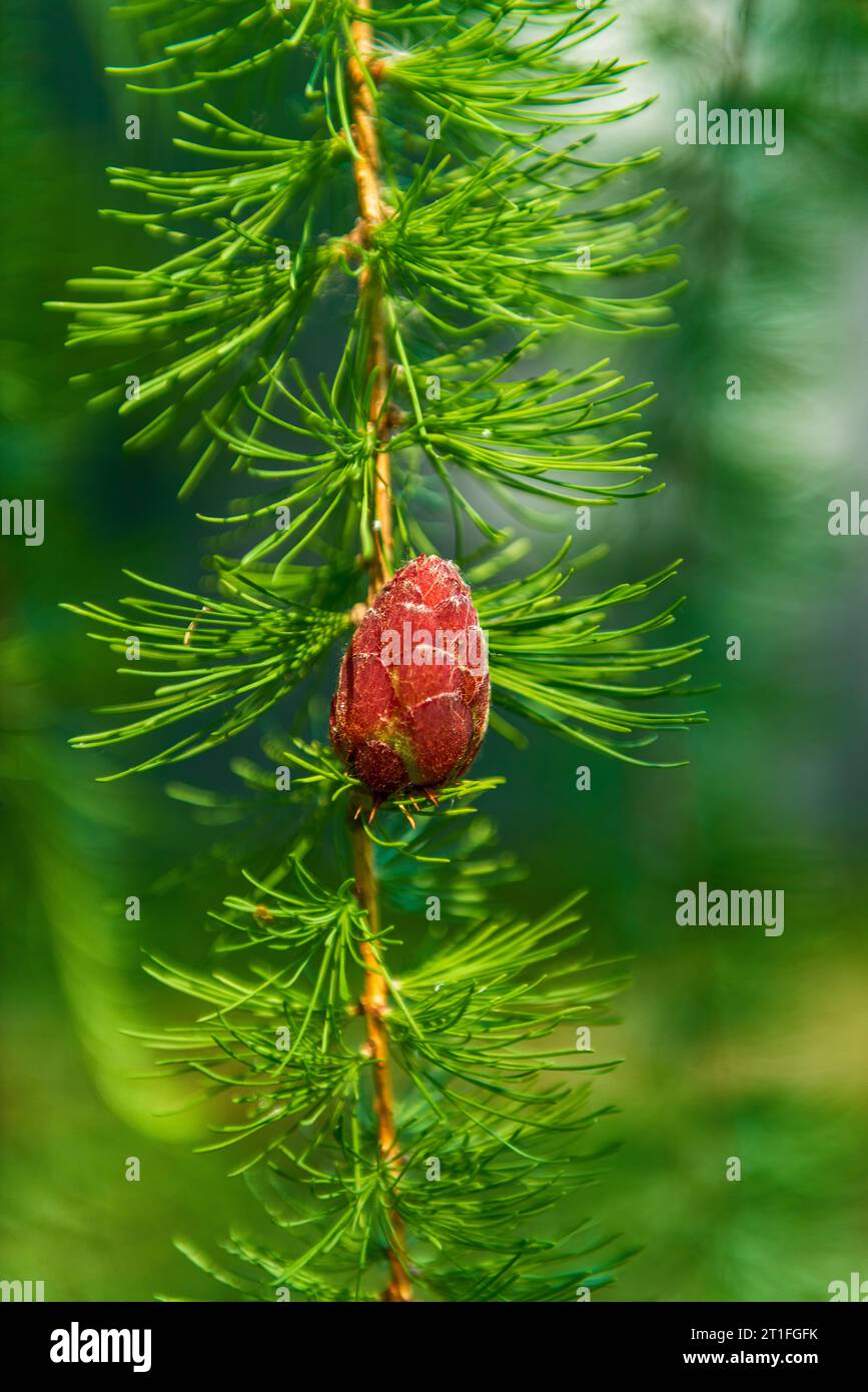 Red cone on a vertically hanging pine branch Stock Photo - Alamy