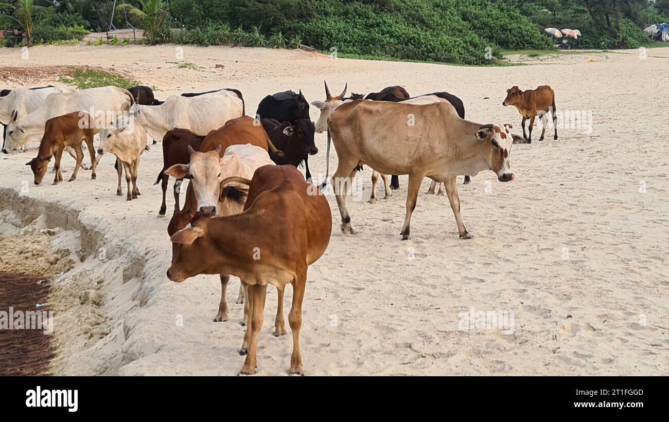 Cows going home in the evening via the beach route after grazing the ...