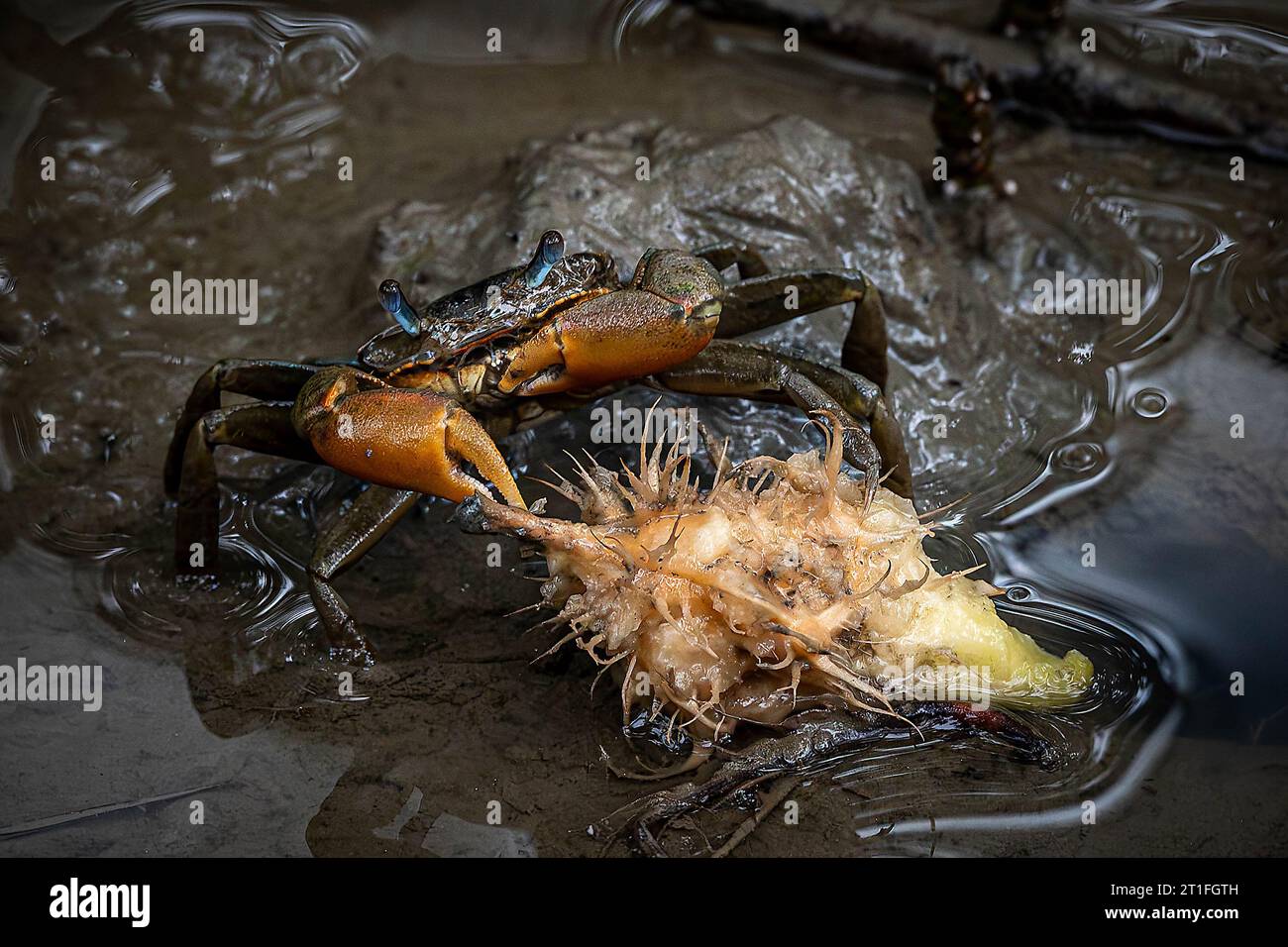 Pollution crab hi-res stock photography and images - Alamy